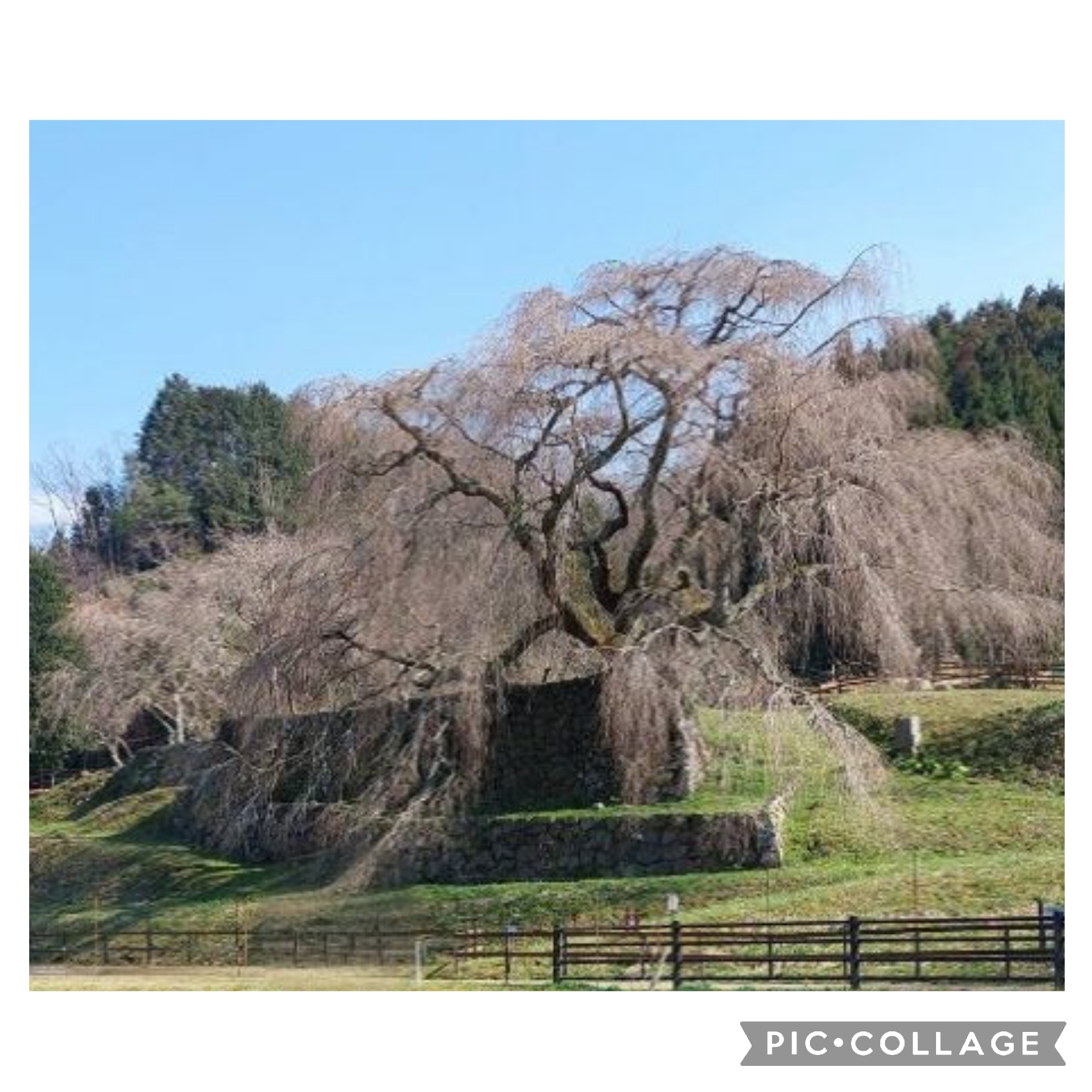 羊さんのダイアリー：#2025花図鑑 #公開 2025開花予想4月1日 | Peer Ring - なかまと話そう！女性特有のがん