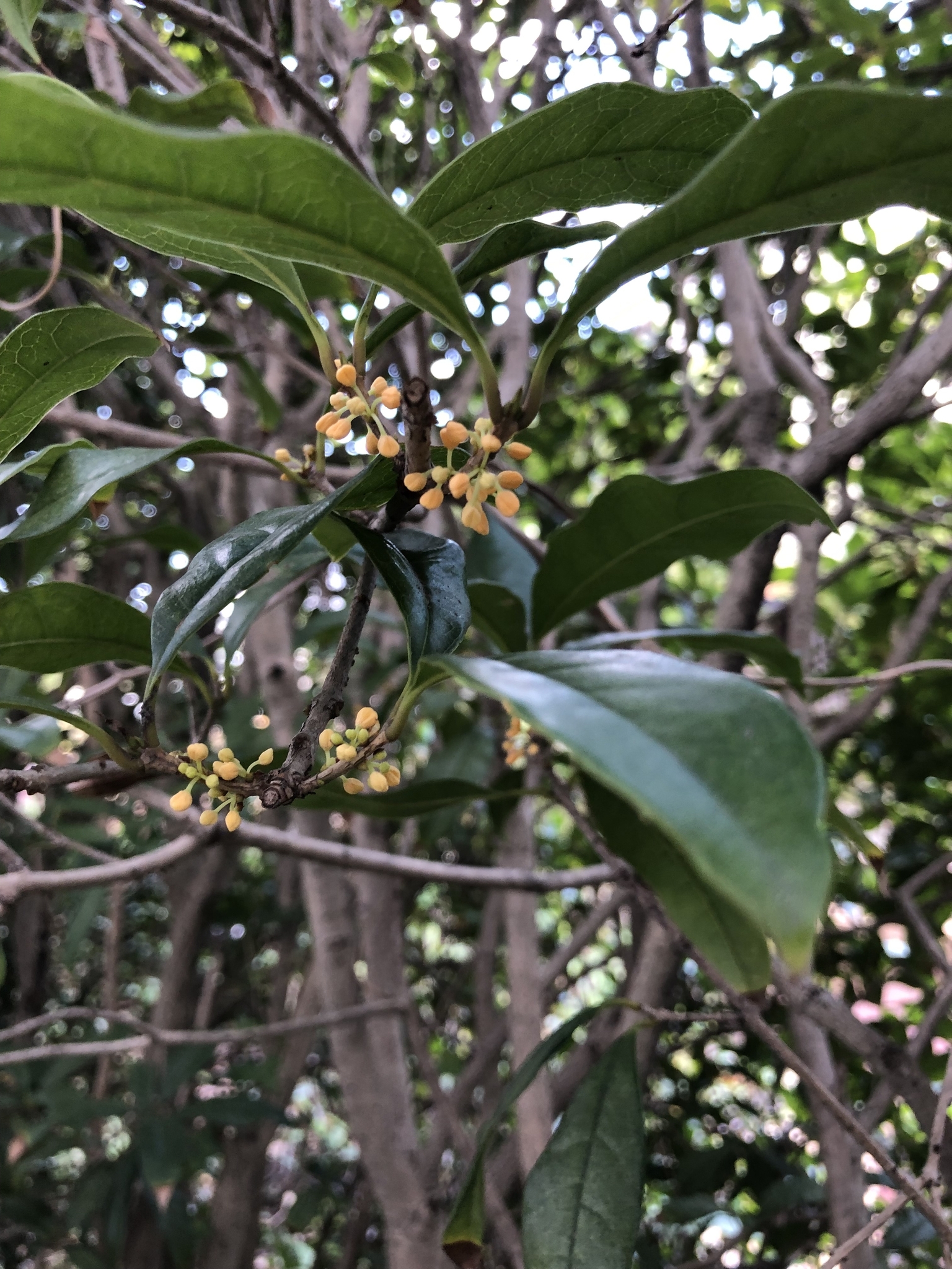 pekoさんのダイアリー：#抹消神経障害 #秋のおすそ分け | Peer Ring - なかまと話そう！女性特有のがん