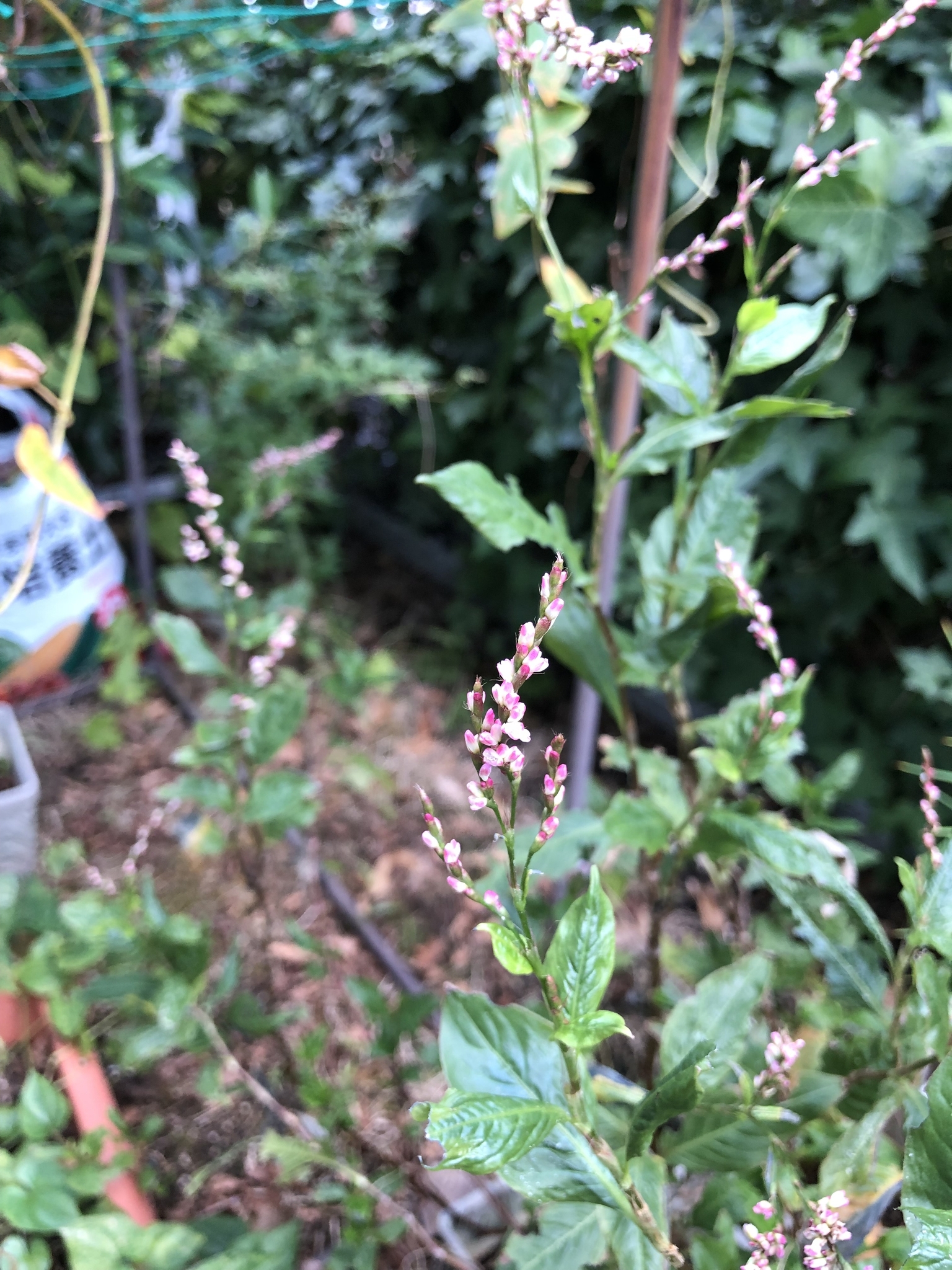 pekoさんのダイアリー：#抹消神経障害 #秋のおすそ分け | Peer Ring - なかまと話そう！女性特有のがん