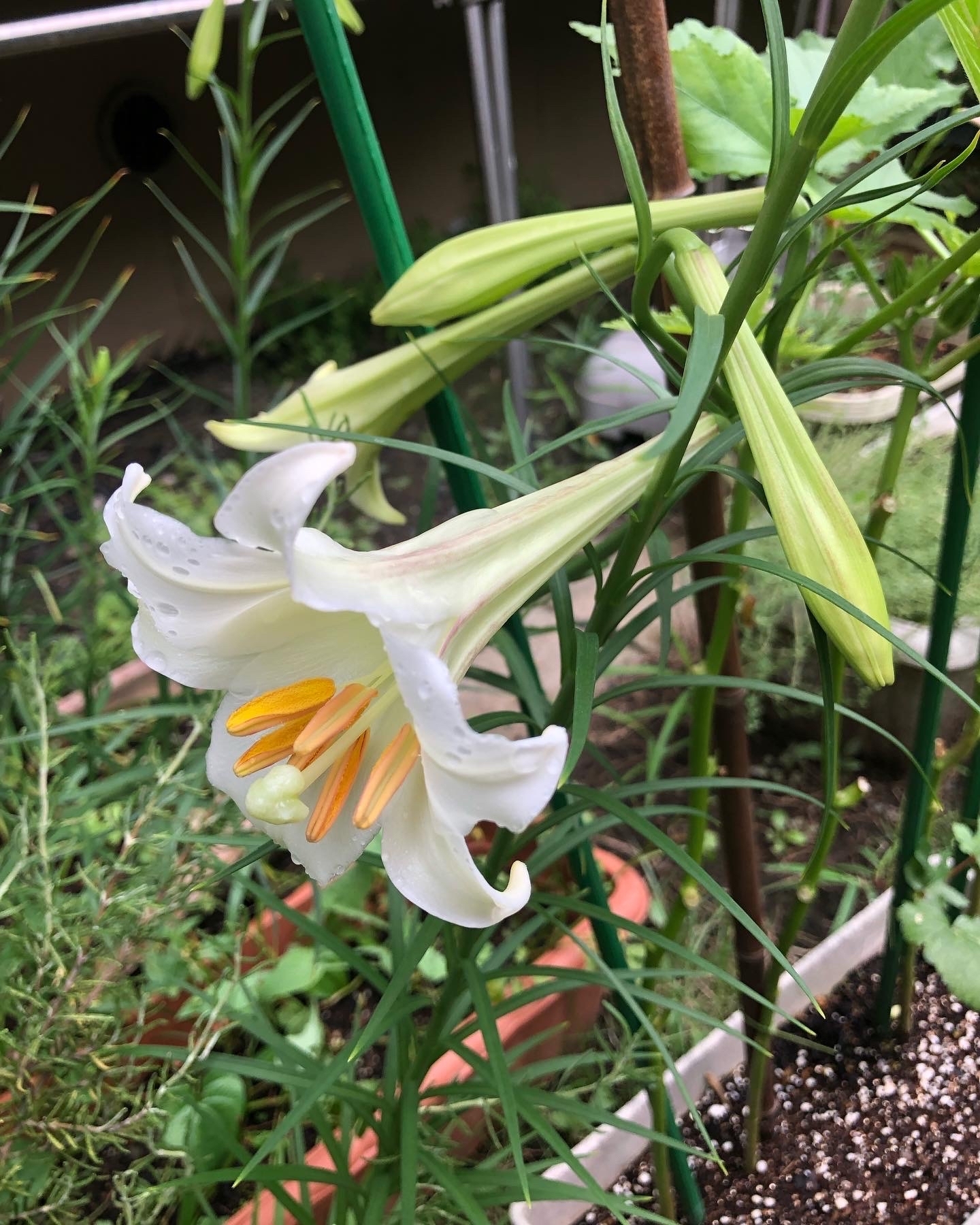 pekoさんのダイアリー：#ゆり #蝉 #がん以外 | Peer Ring - なかまと話そう！女性特有のがん