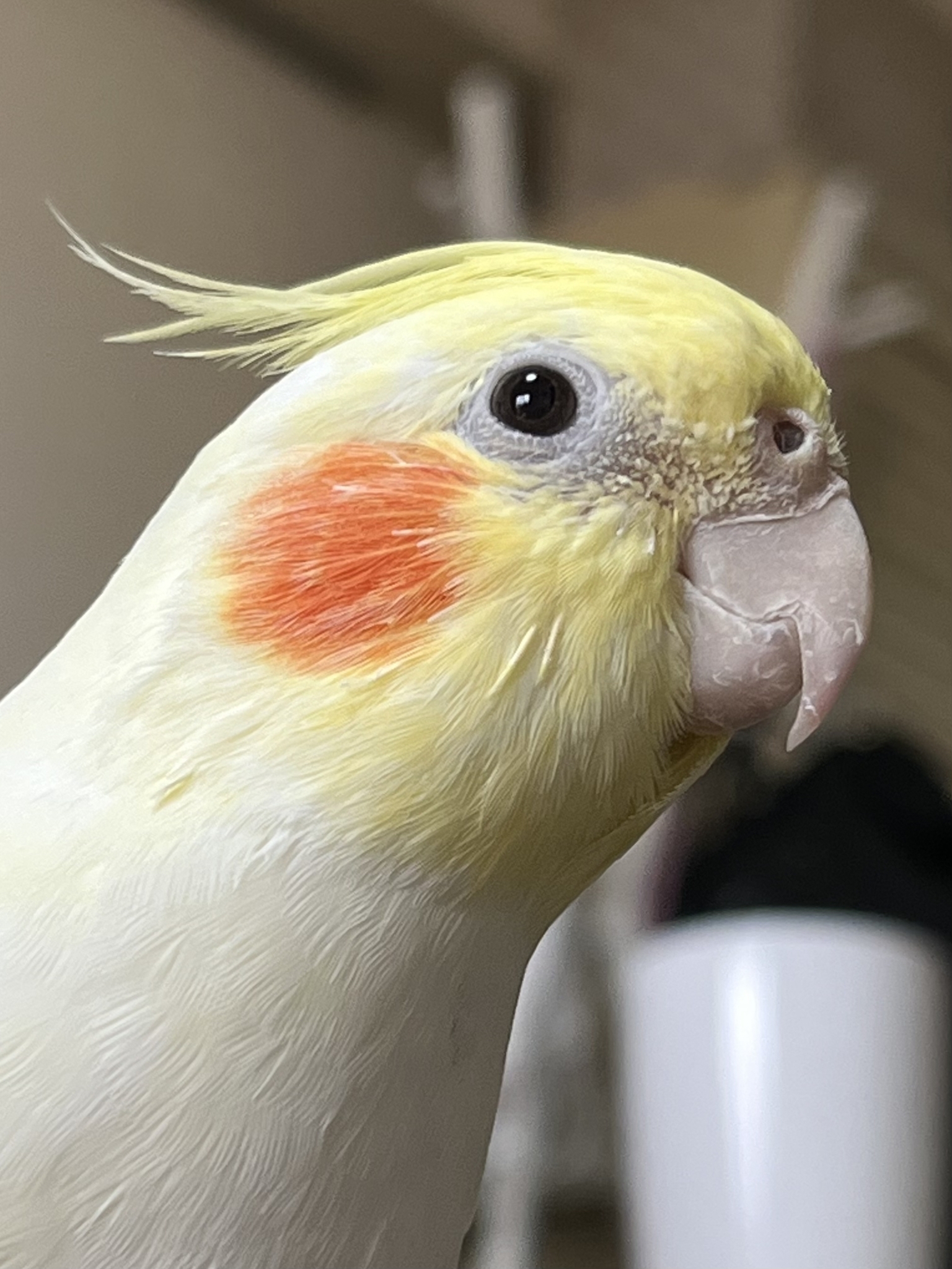 peko(pekorin)さん | Peer Ring - なかまと話そう！女性特有のがん