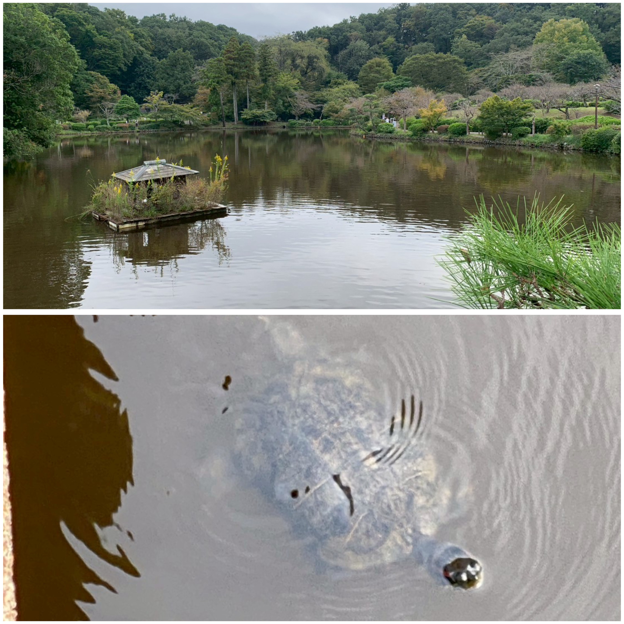 ともさんのイベント：ぴあリングハイキング部オフ会のご報告です。 | Peer Ring - なかまと話そう！女性特有のがん