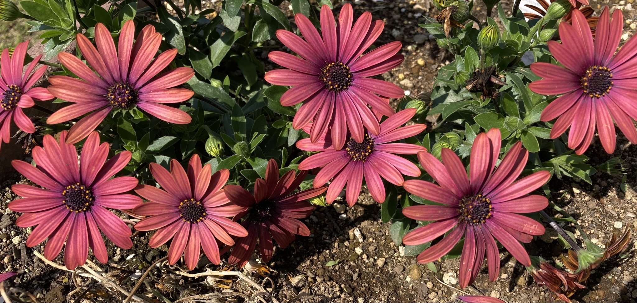 achan55さんのダイアリー：#新人 #achan55の後継人 #仕事 | Peer Ring - なかまと話そう！女性特有のがん