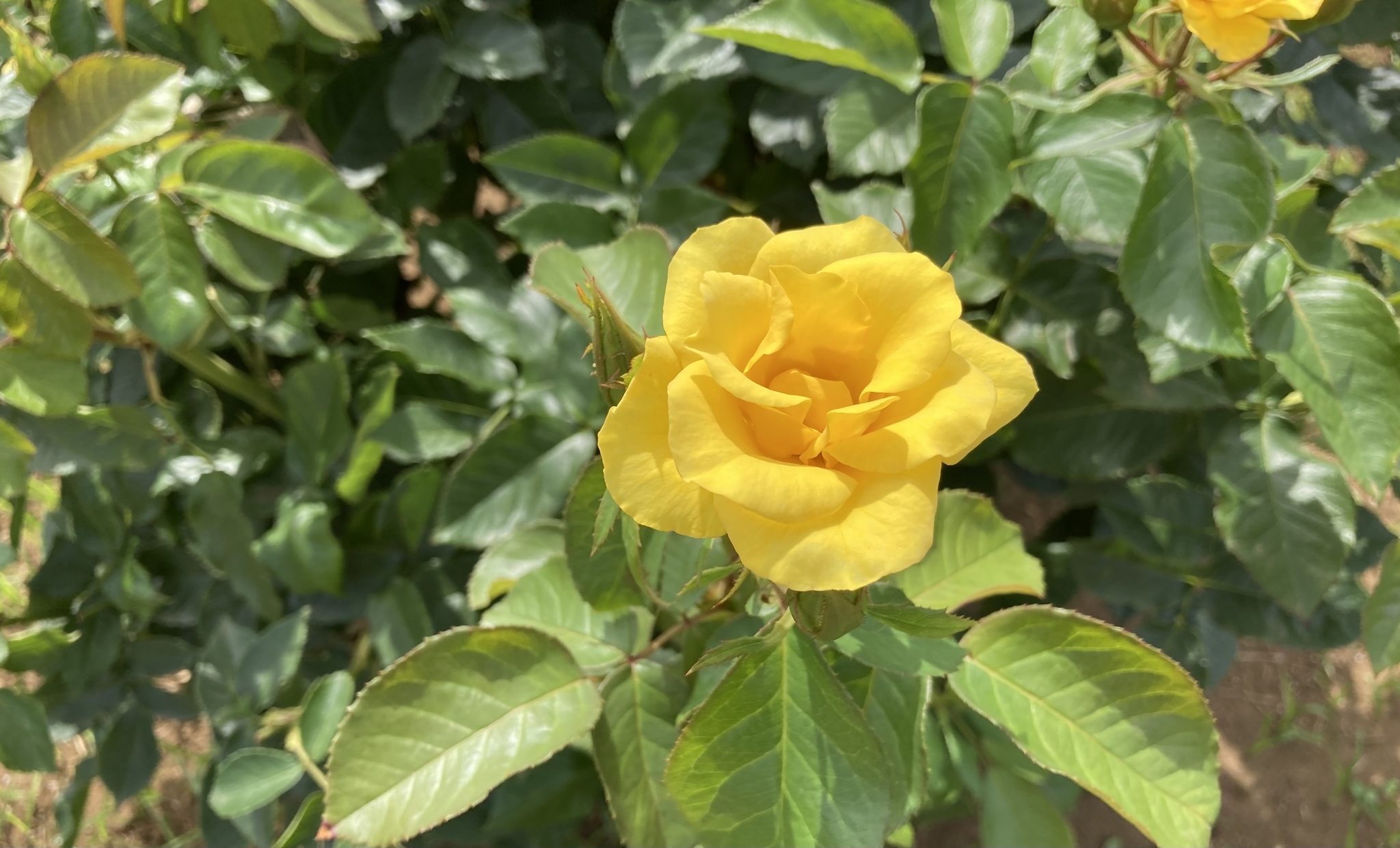 achan55さんの質問：#造影CT #造影剤 #検査 #歯医者 #虫歯 #麻酔 | Peer Ring - なかまと話そう！女性特有のがん