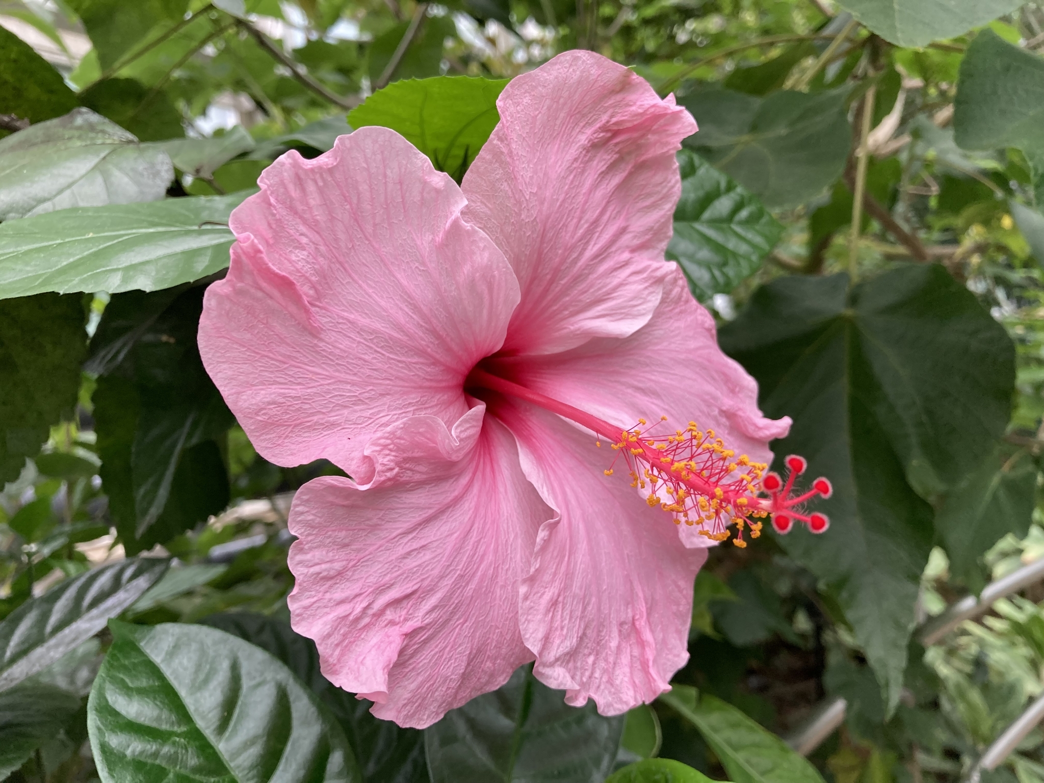 achan55さんのダイアリー：#コメントにて更新中 #歯医者 #神経 #虫歯 | Peer Ring - なかまと話そう！女性特有のがん