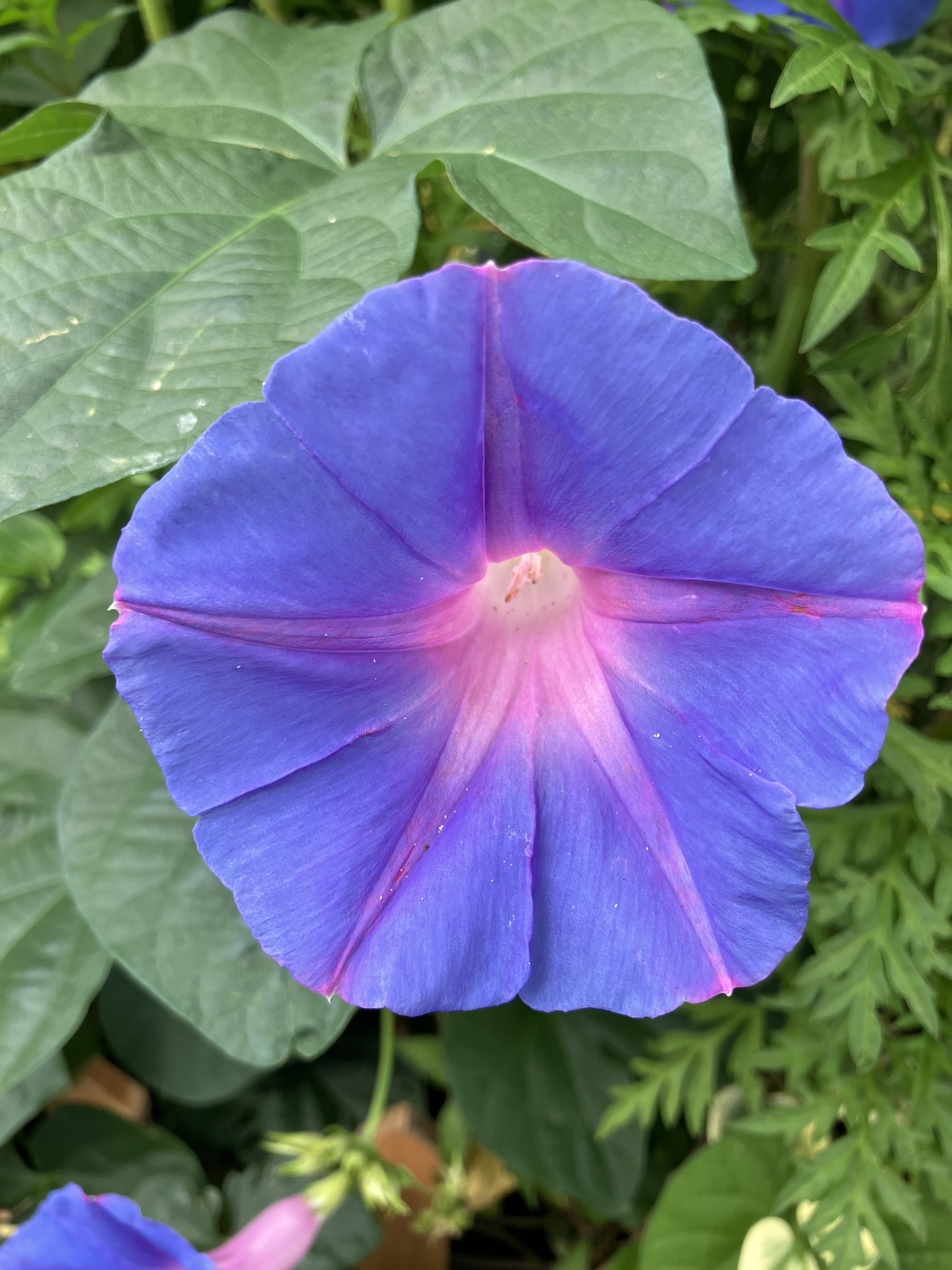 achan55さんのダイアリー：朝顔咲きました☀️ | Peer Ring - なかまと話そう！女性特有のがん