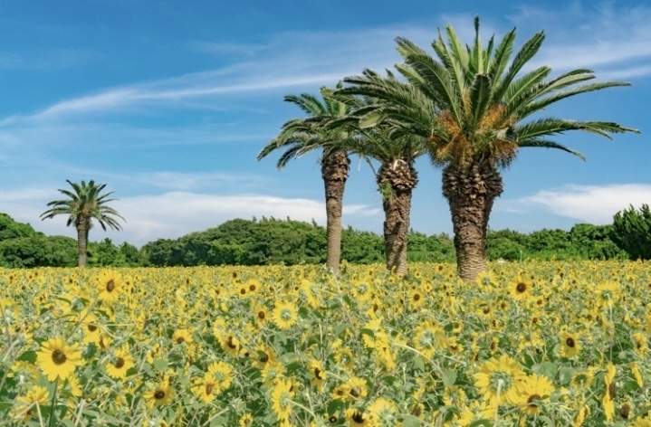 achan55さんのダイアリー：#7月 #肉腫 #サルコーマ #月間 #黄色 | Peer Ring - なかまと話そう！女性特有のがん