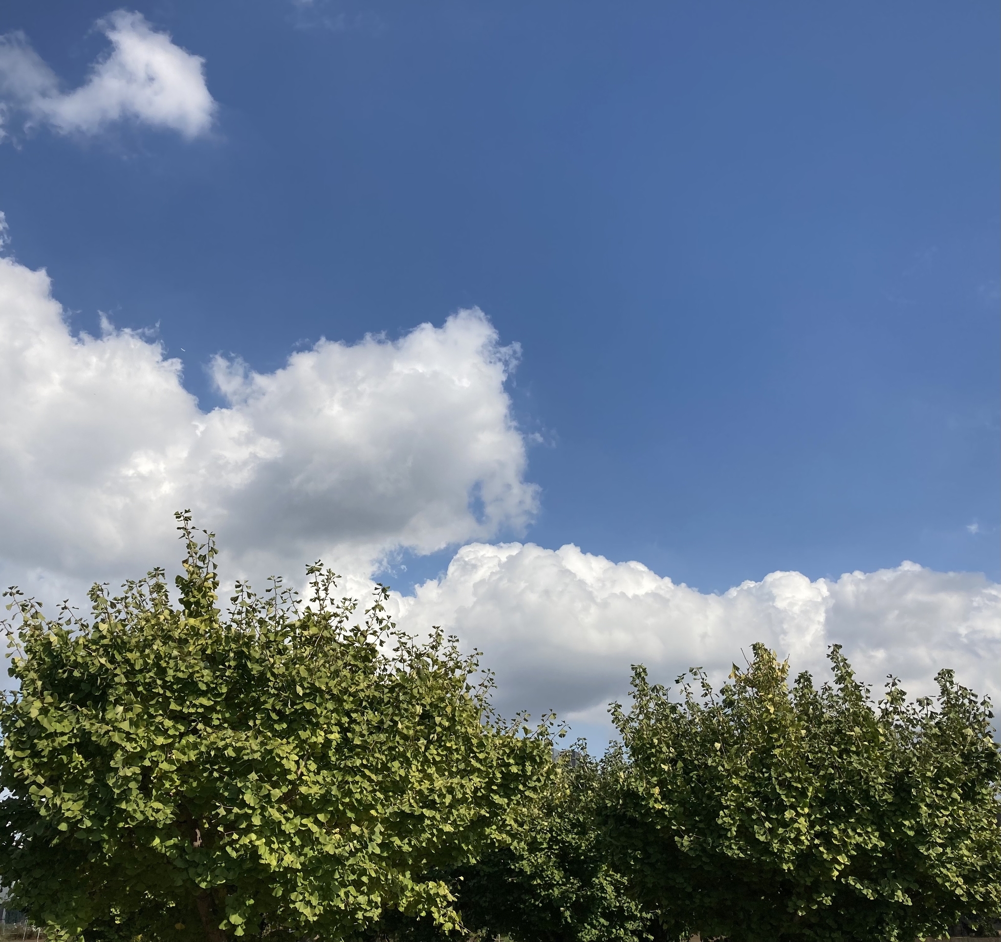 achan55さんのダイアリー：#退院 #数か月 #失態 #便意 #便 #おでか | Peer Ring - なかまと話そう！女性特有のがん