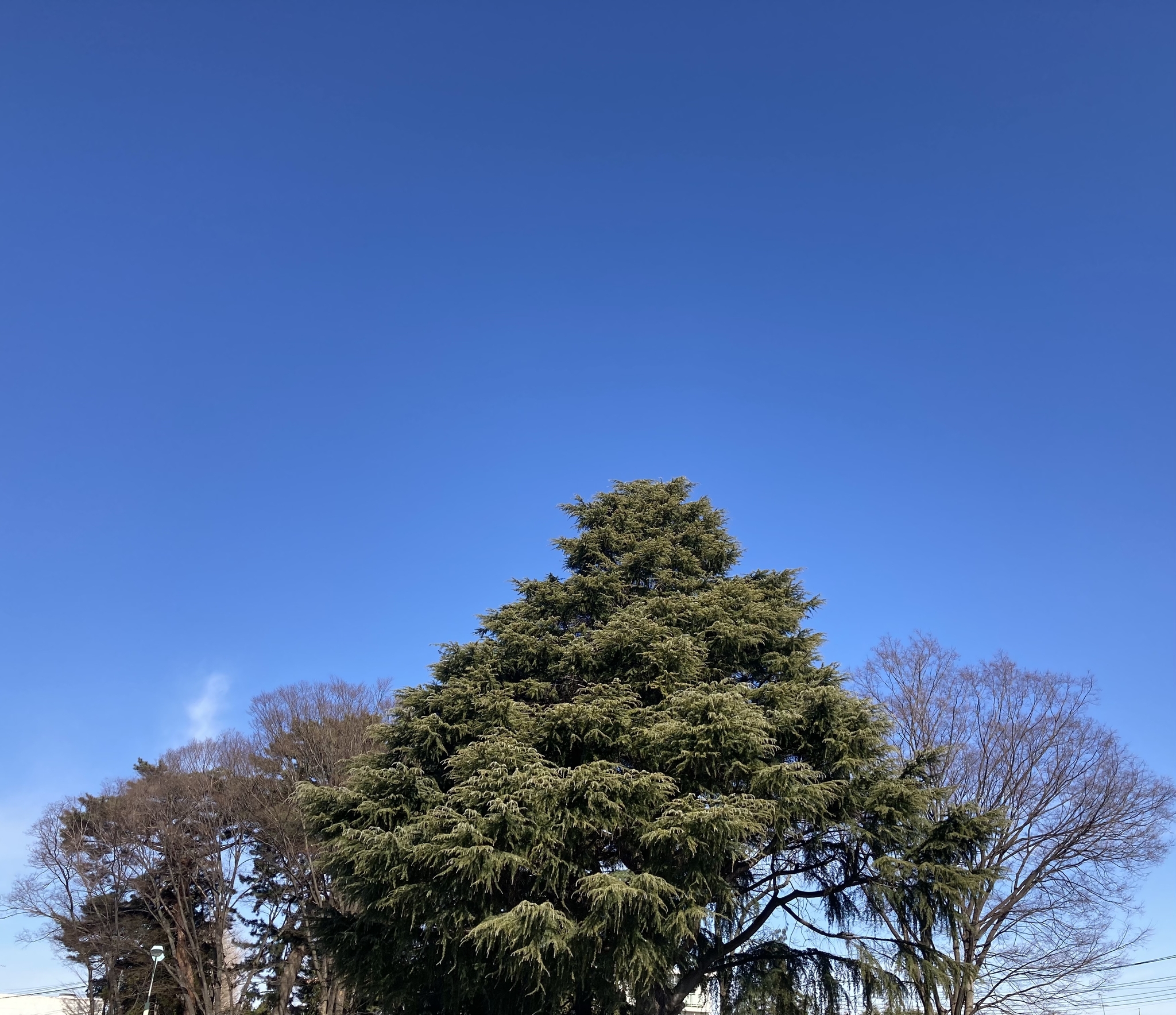 achan55(achan55)さん | Peer Ring - なかまと話そう！女性特有のがん