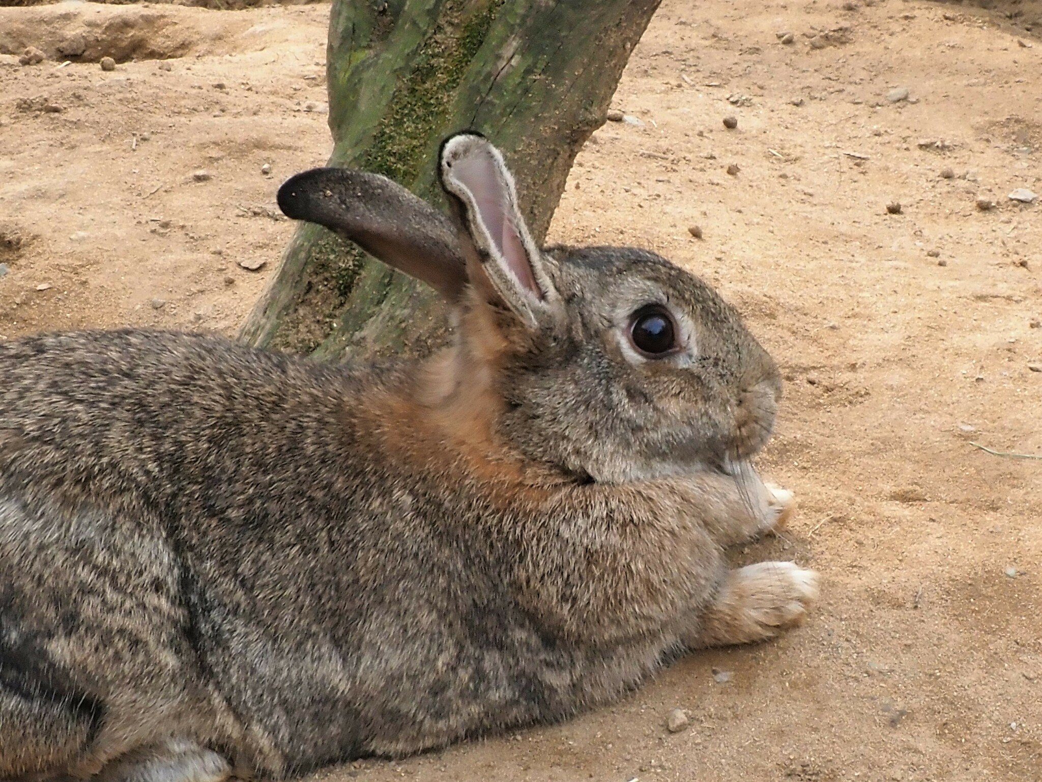 yume77さんのダイアリー：#毛が生えてきた!? | Peer Ring - なかまと話そう！女性特有のがん