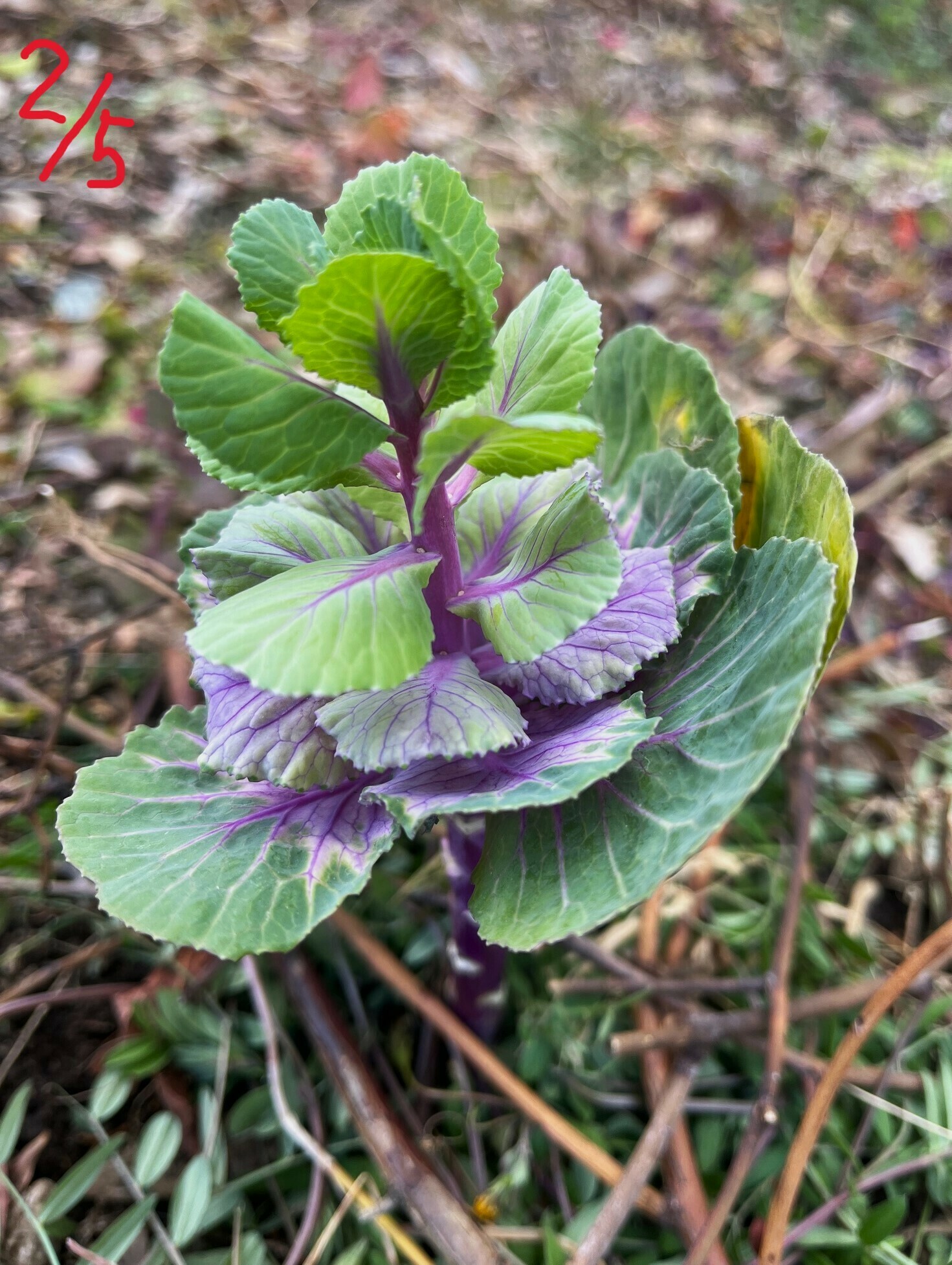 yume77さんのダイアリー：#がん以外 | Peer Ring - なかまと話そう！女性特有のがん