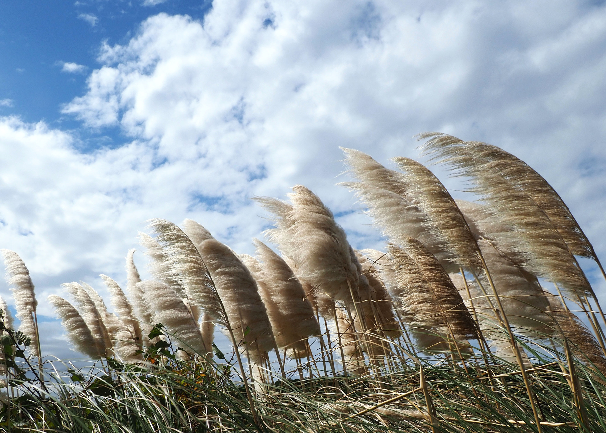 yume77(yume77)さん | Peer Ring - なかまと話そう！女性特有のがん