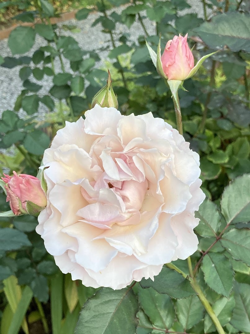 Kiyo(kyokops)さん | Peer Ring - なかまと話そう！女性特有のがん