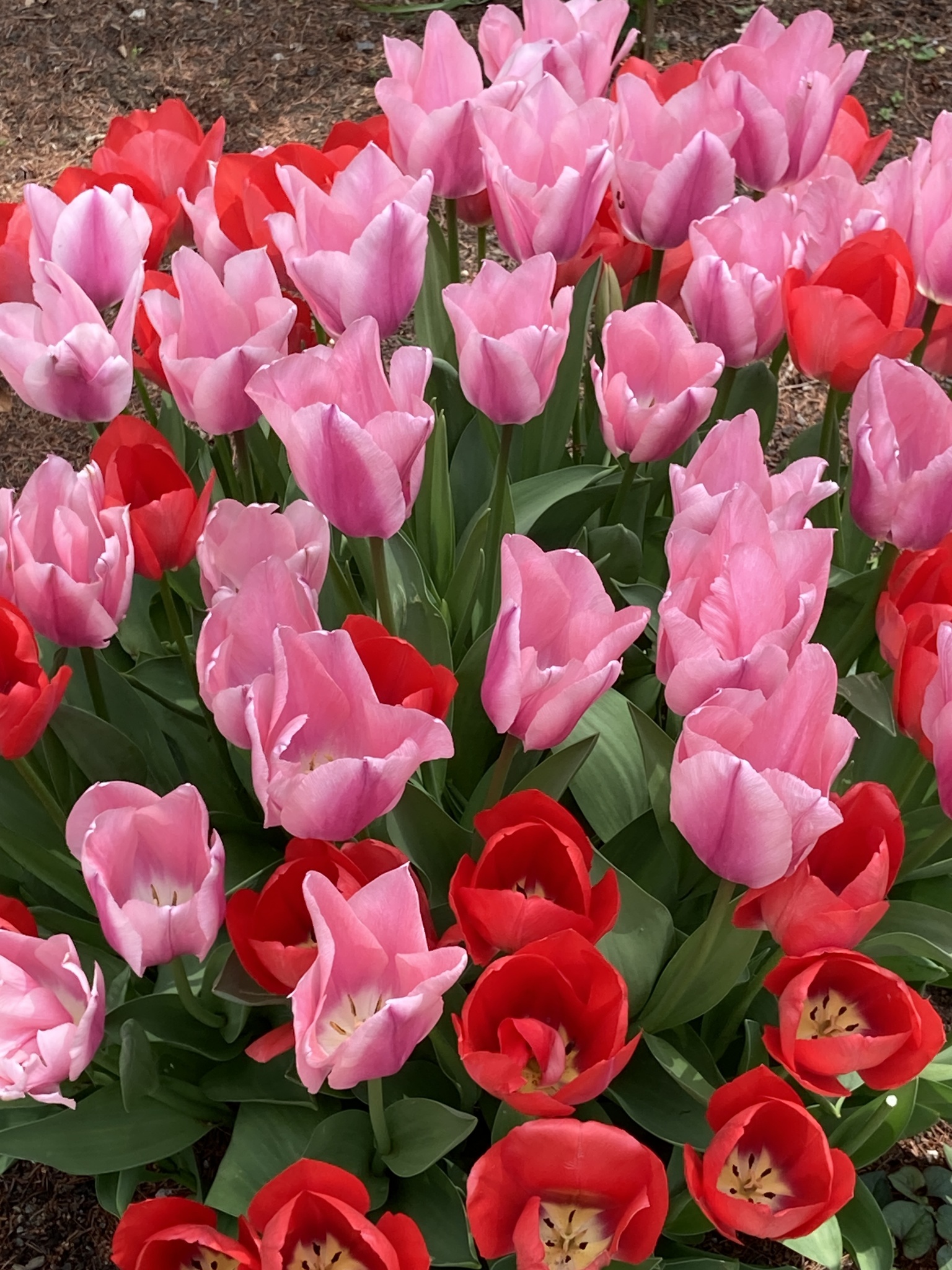 Kiyoさんのダイアリー：＃抗がん剤 ＃グレープフルーツ ＃柑橘類 ＃食べ合わせ | Peer Ring - なかまと話そう！女性特有のがん