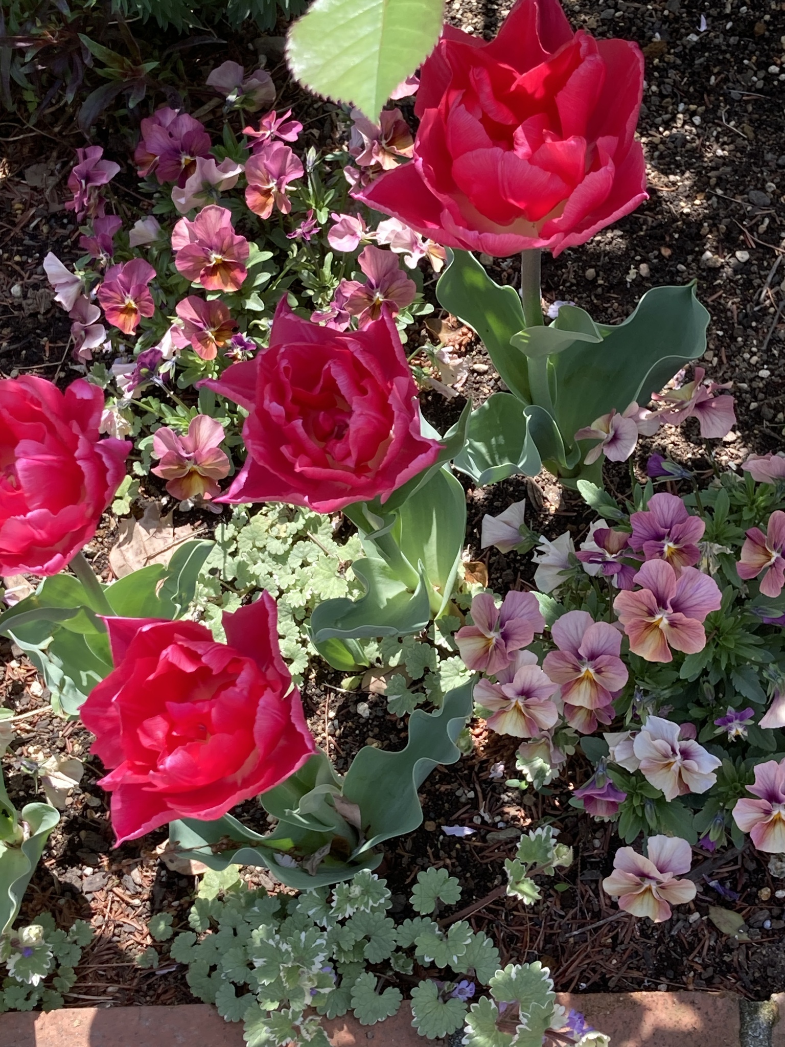 Kiyoさんのダイアリー：＃抗がん剤 ＃グレープフルーツ ＃柑橘類 ＃食べ合わせ | Peer Ring - なかまと話そう！女性特有のがん