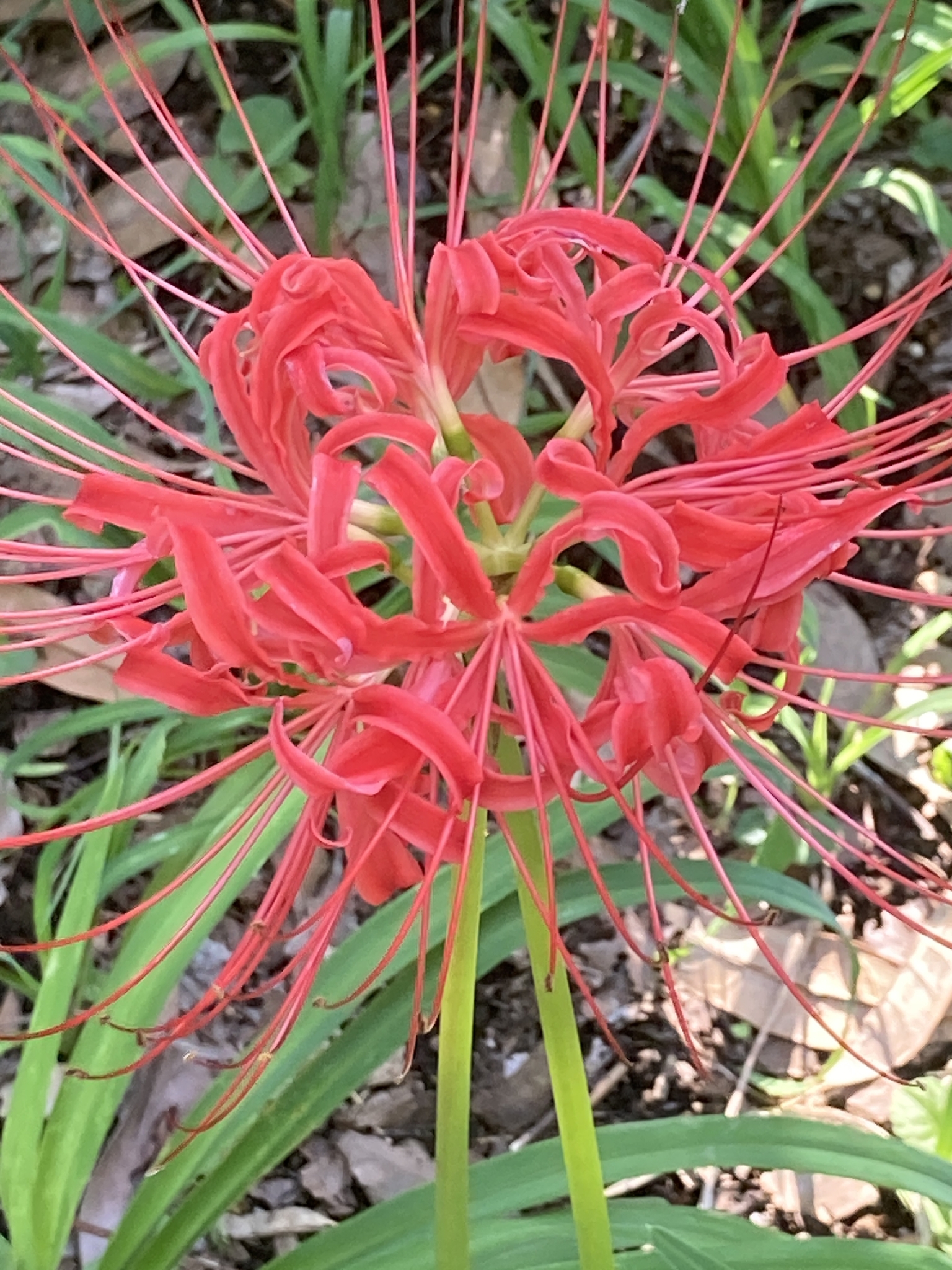 Kiyoさんのダイアリー：#アピアランスケア ＃ウィッグ ＃脱毛 ＃スキンケア | Peer Ring - なかまと話そう！女性特有のがん