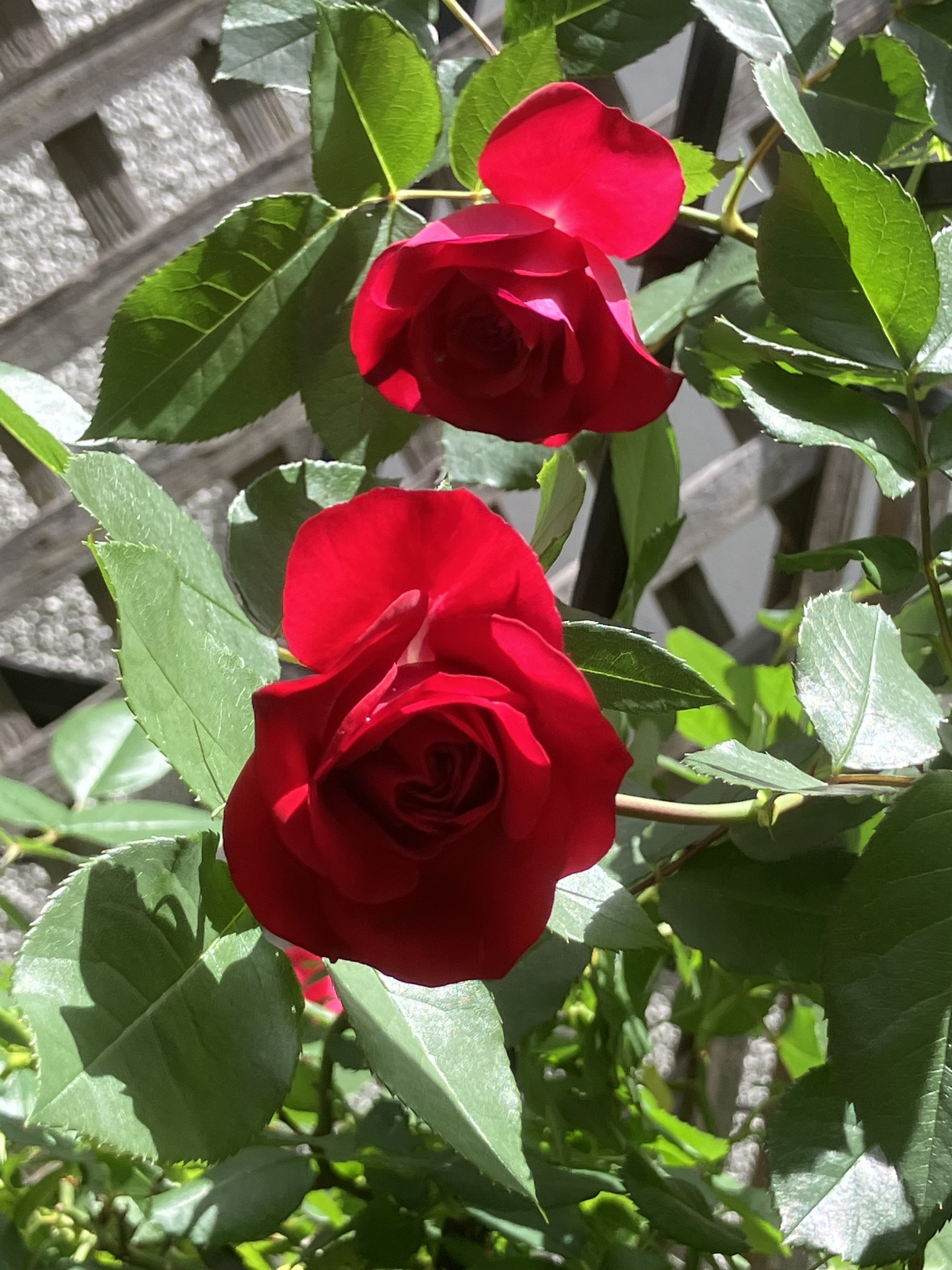 Kiyoさんのダイアリー：#世界卵巣がんデー | Peer Ring - なかまと話そう！女性特有のがん