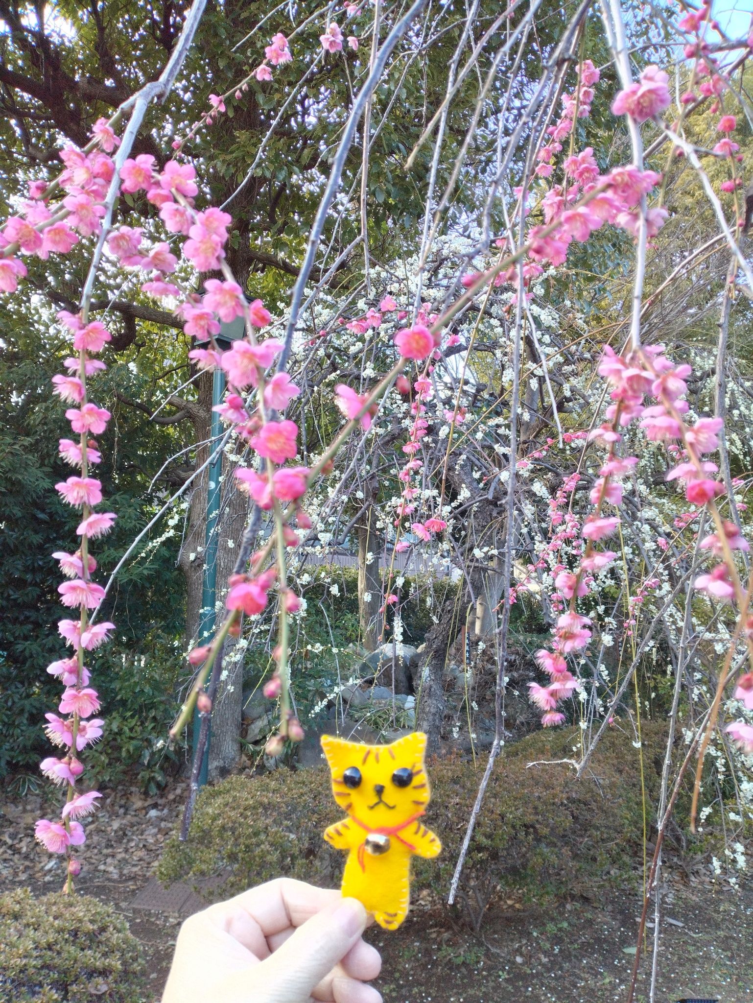仁ちゃんさんのダイアリー：#ぬい撮り同好会 今日はピアシスさんと2人で | Peer Ring - なかまと話そう！女性特有のがん