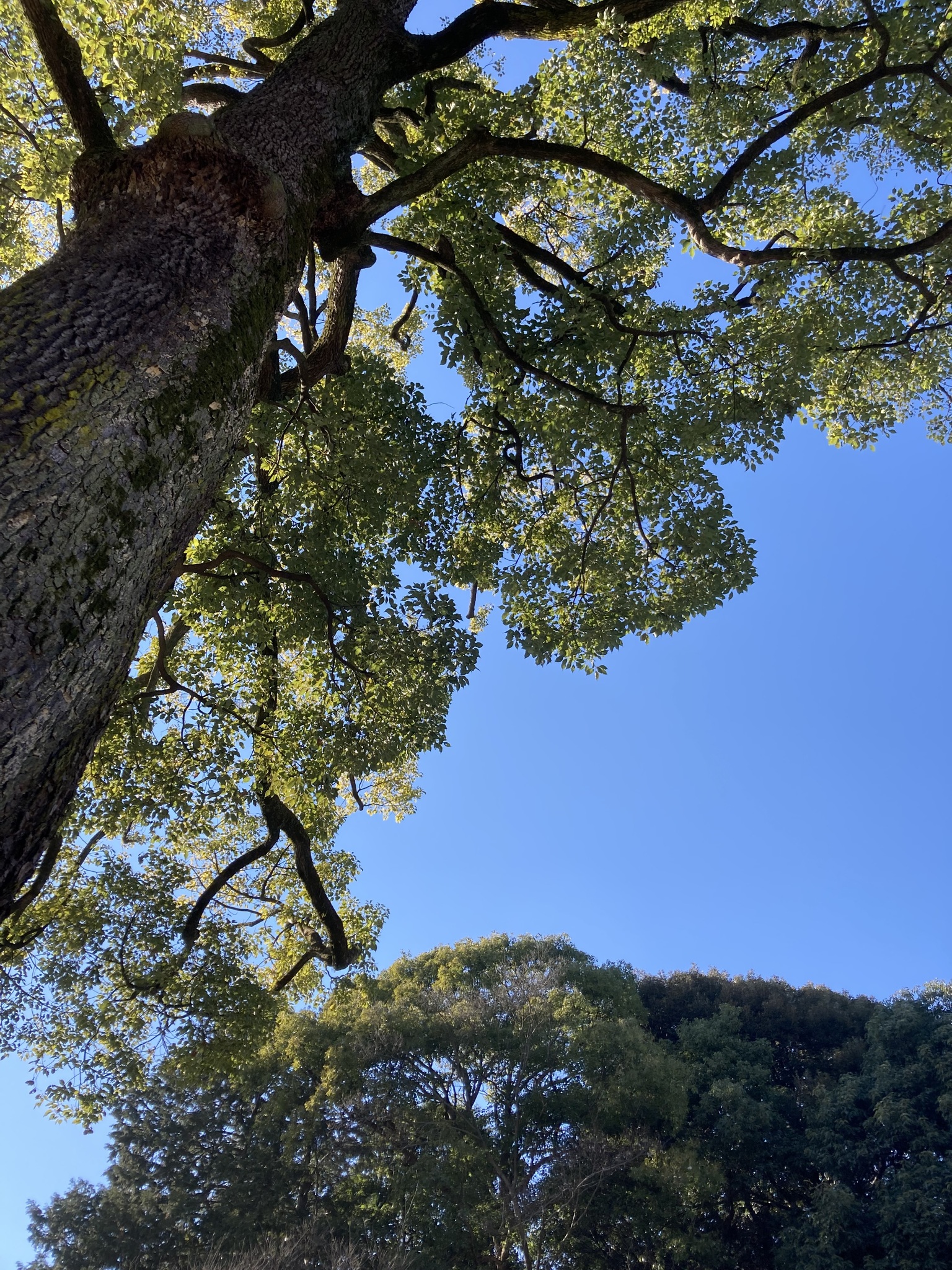 きりん🦒(kirin55)さん | Peer Ring - なかまと話そう！女性特有のがん