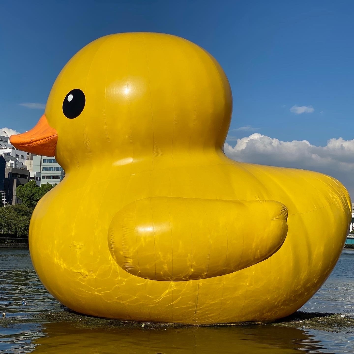 コジ(cojimiho)さん | Peer Ring - なかまと話そう！女性特有のがん