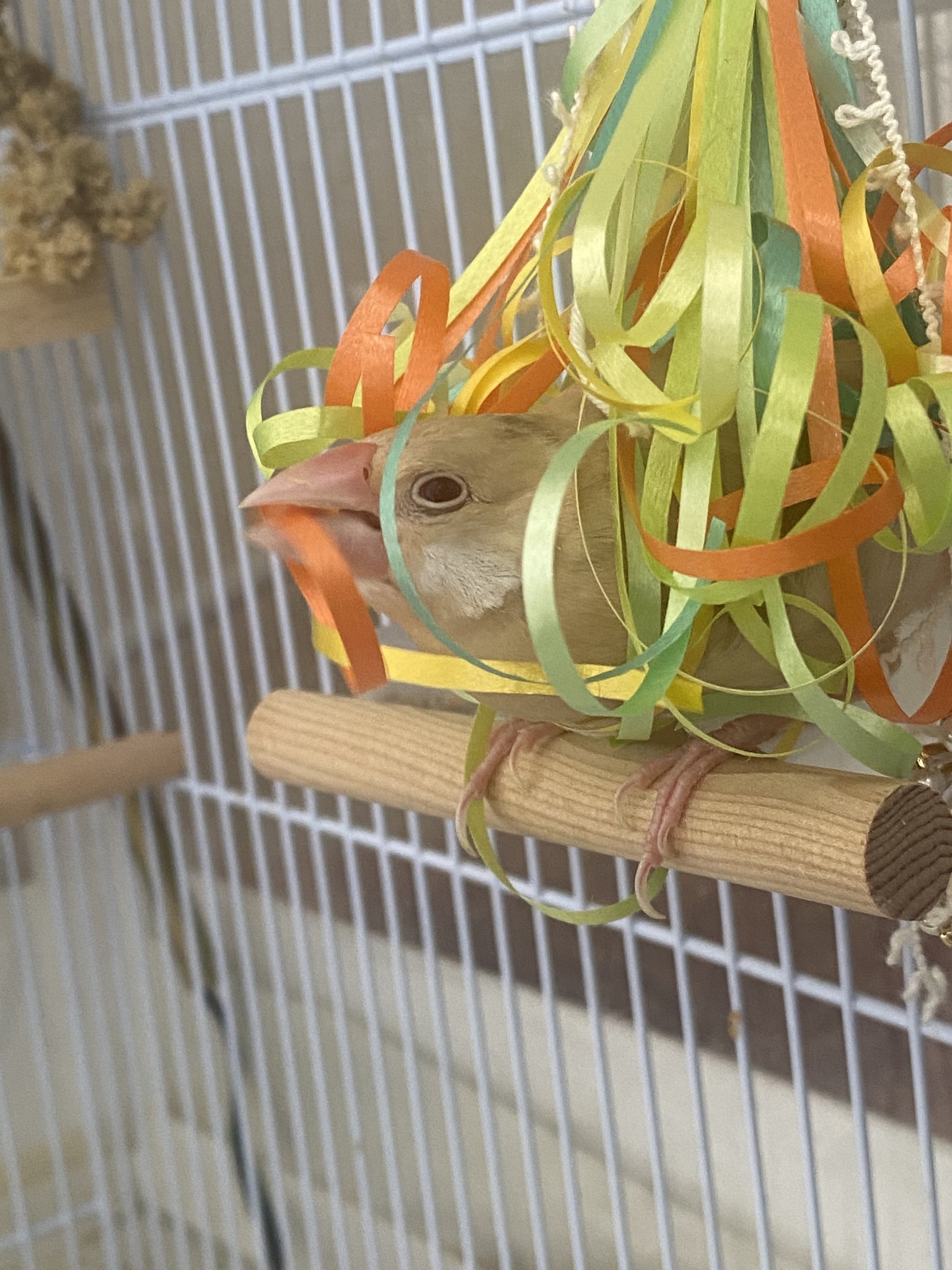 ままペコさんのダイアリー：日々徒然 | Peer Ring - なかまと話そう！女性特有のがん