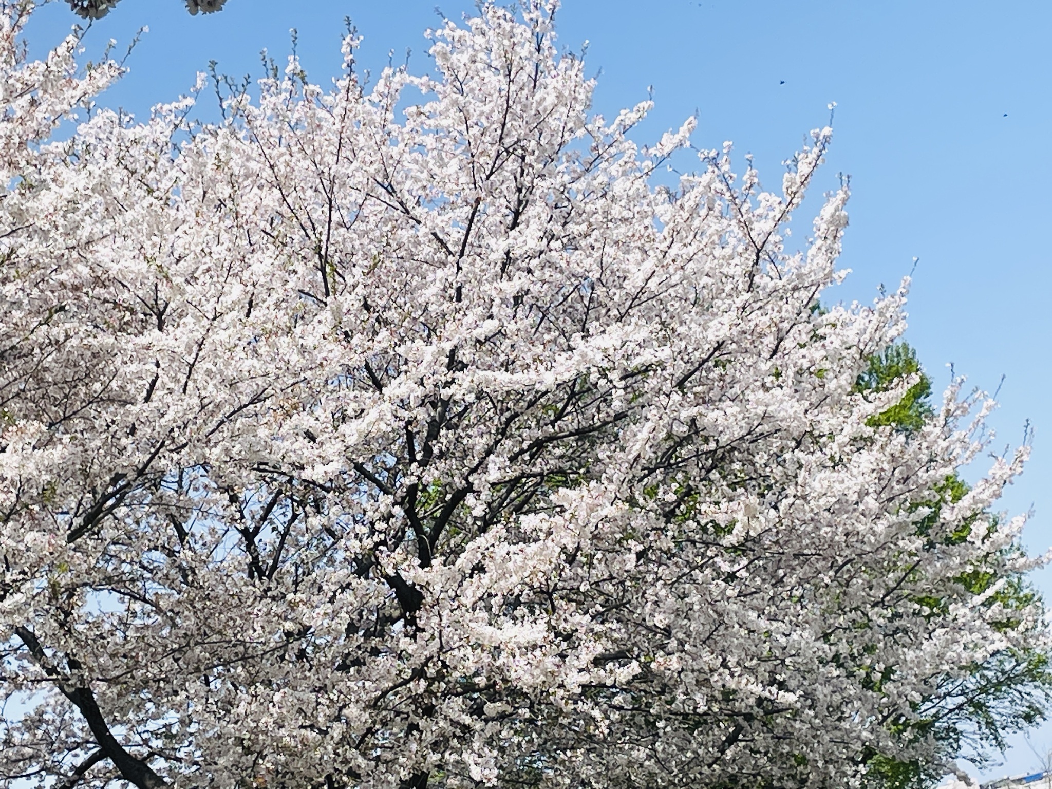 うみさんの質問：ウイッグのお手入れについて質問させて下さい。 お久しぶりです。 | Peer Ring - なかまと話そう！女性特有のがん