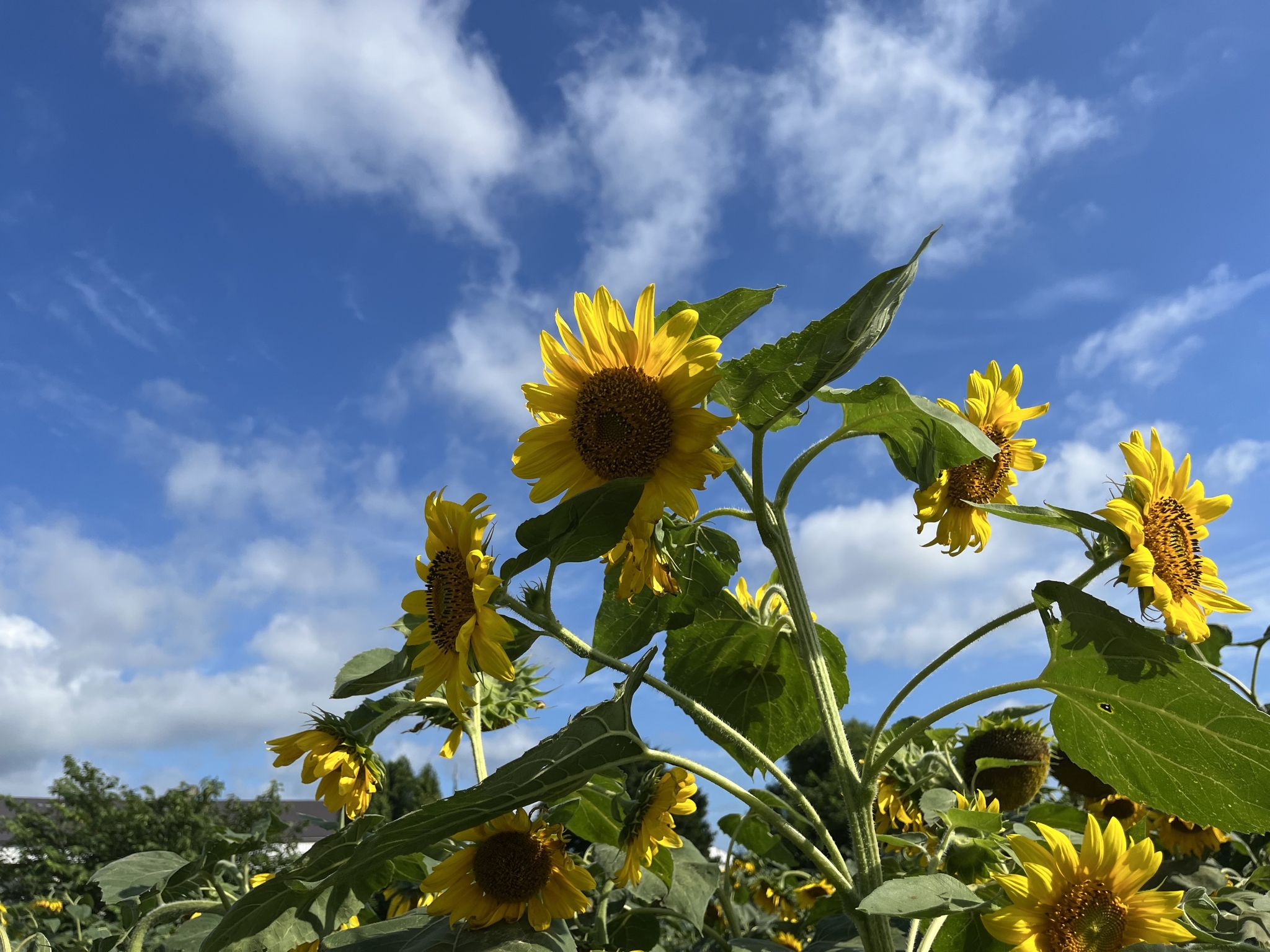 みぞ(pikapikapika)さん | Peer Ring - なかまと話そう！女性特有のがん