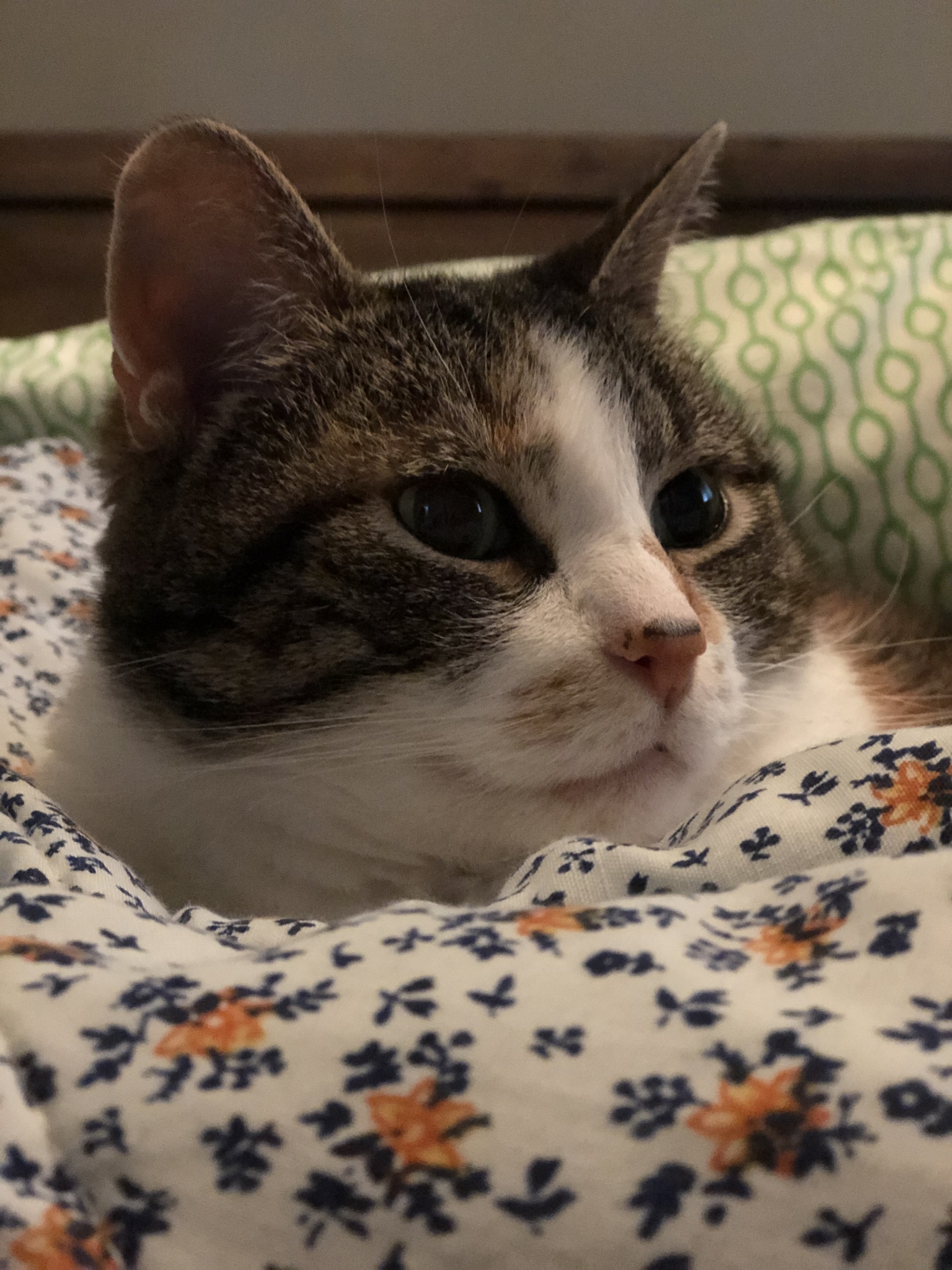 moko(Moko)さん | Peer Ring - なかまと話そう！女性特有のがん