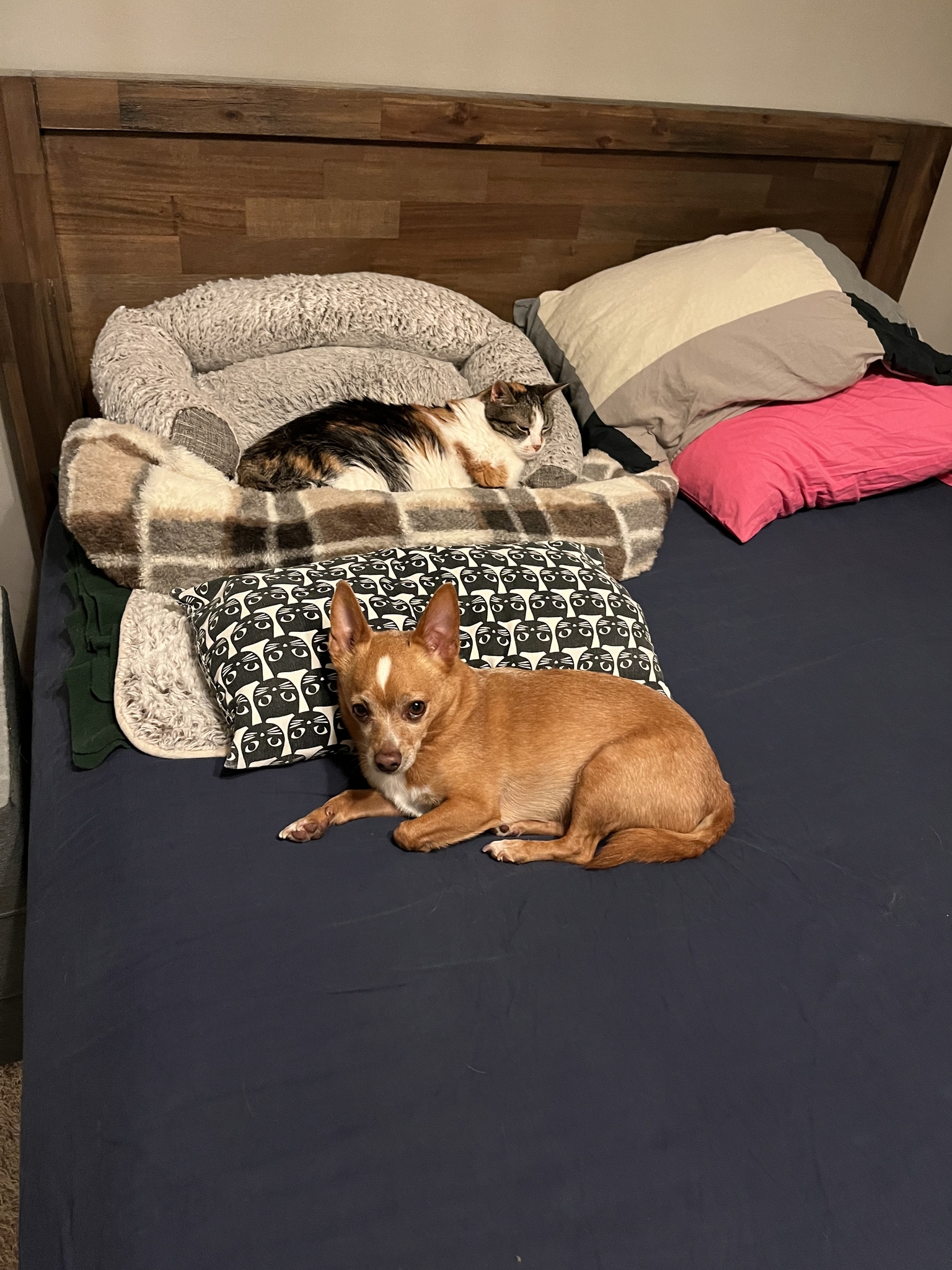 mokoさんのダイアリー：ベージニオ100mgの副作用の下痢が酷くて、ドクタース | Peer Ring - なかまと話そう！女性特有のがん