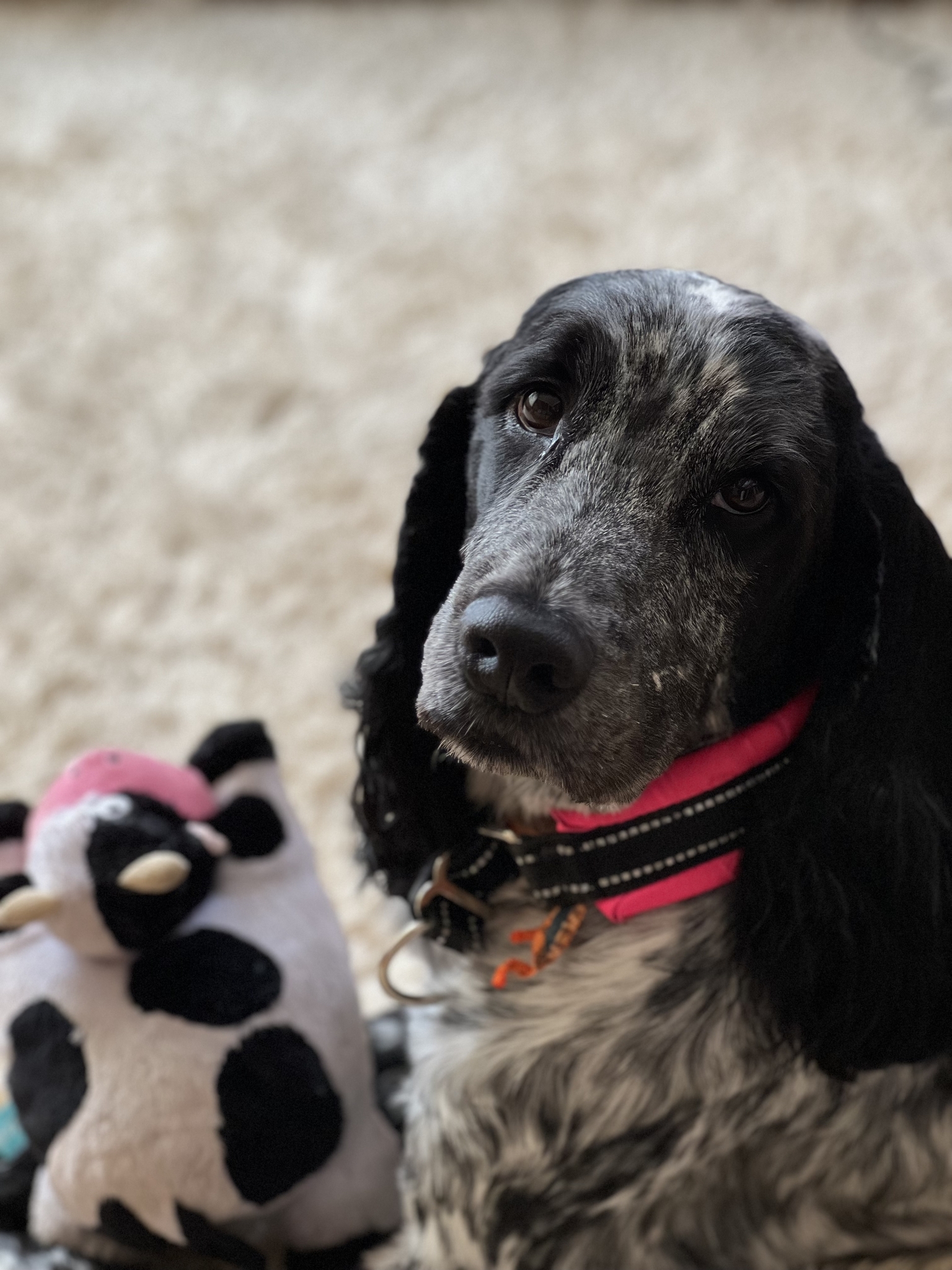 るーぽん(kanojuno)さん | Peer Ring - なかまと話そう！女性特有のがん