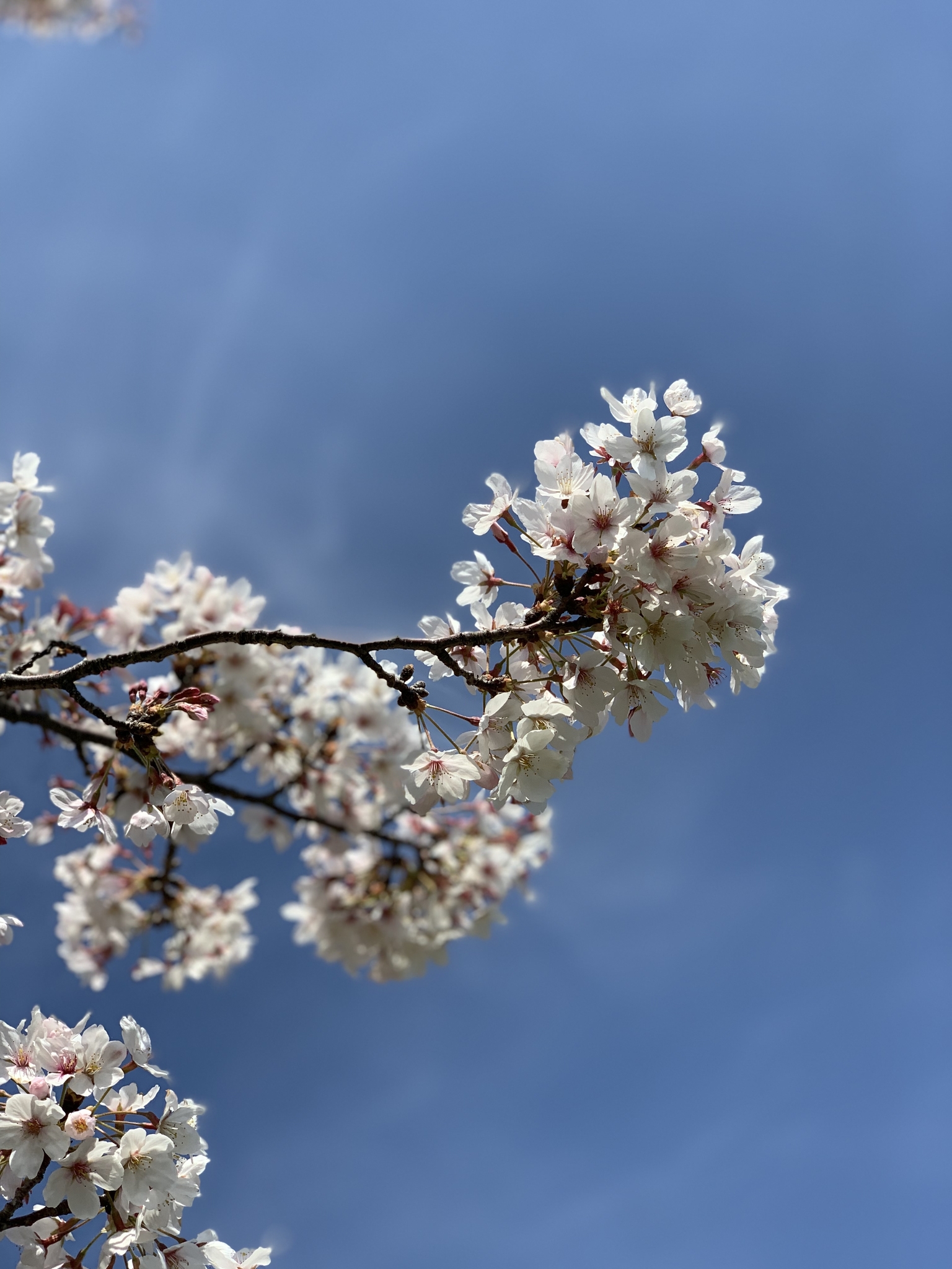 めいたん(maymaymay)さん | Peer Ring - なかまと話そう！女性特有のがん