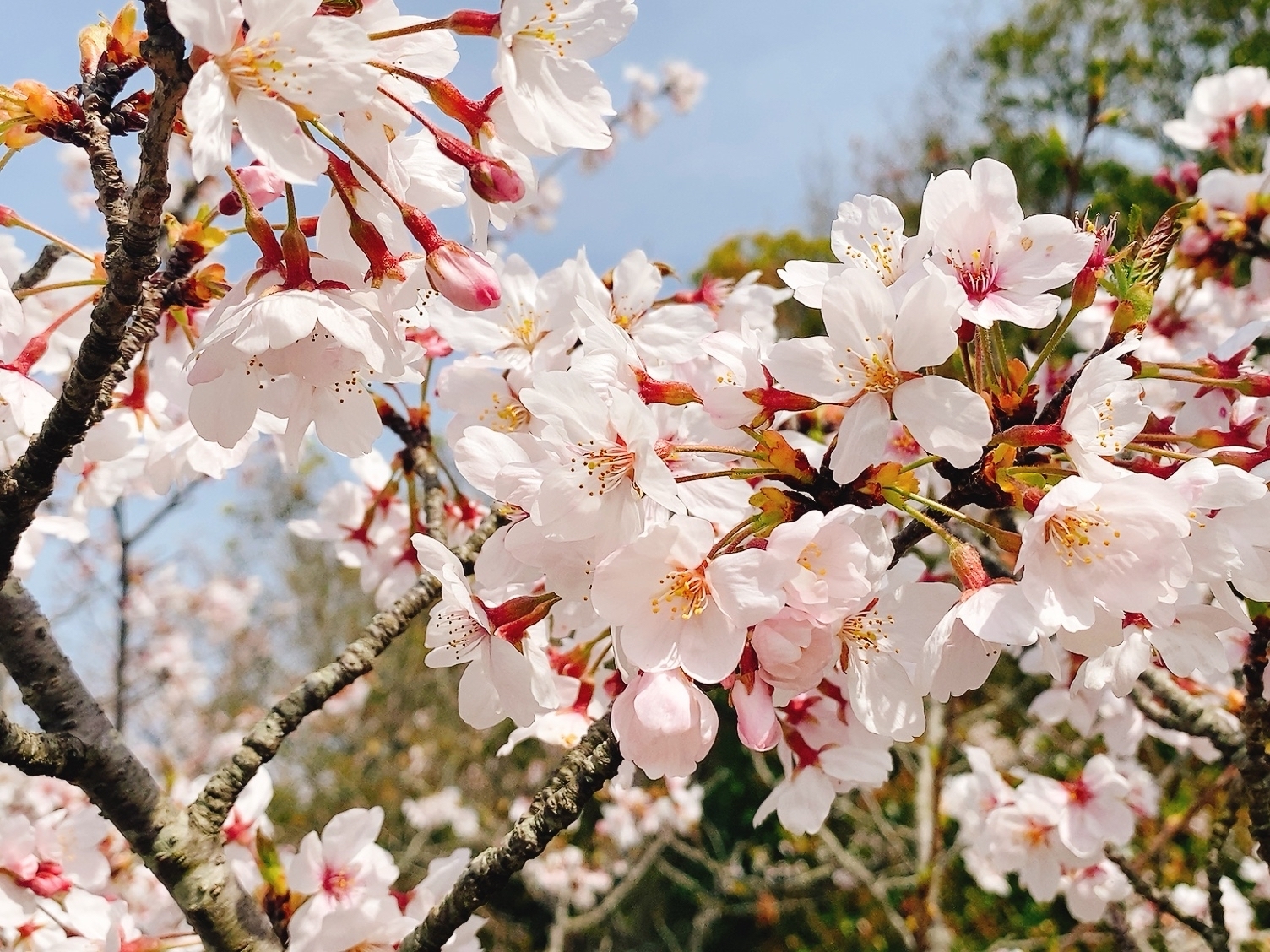 ゆり(yuriri)さん | Peer Ring - なかまと話そう！女性特有のがん