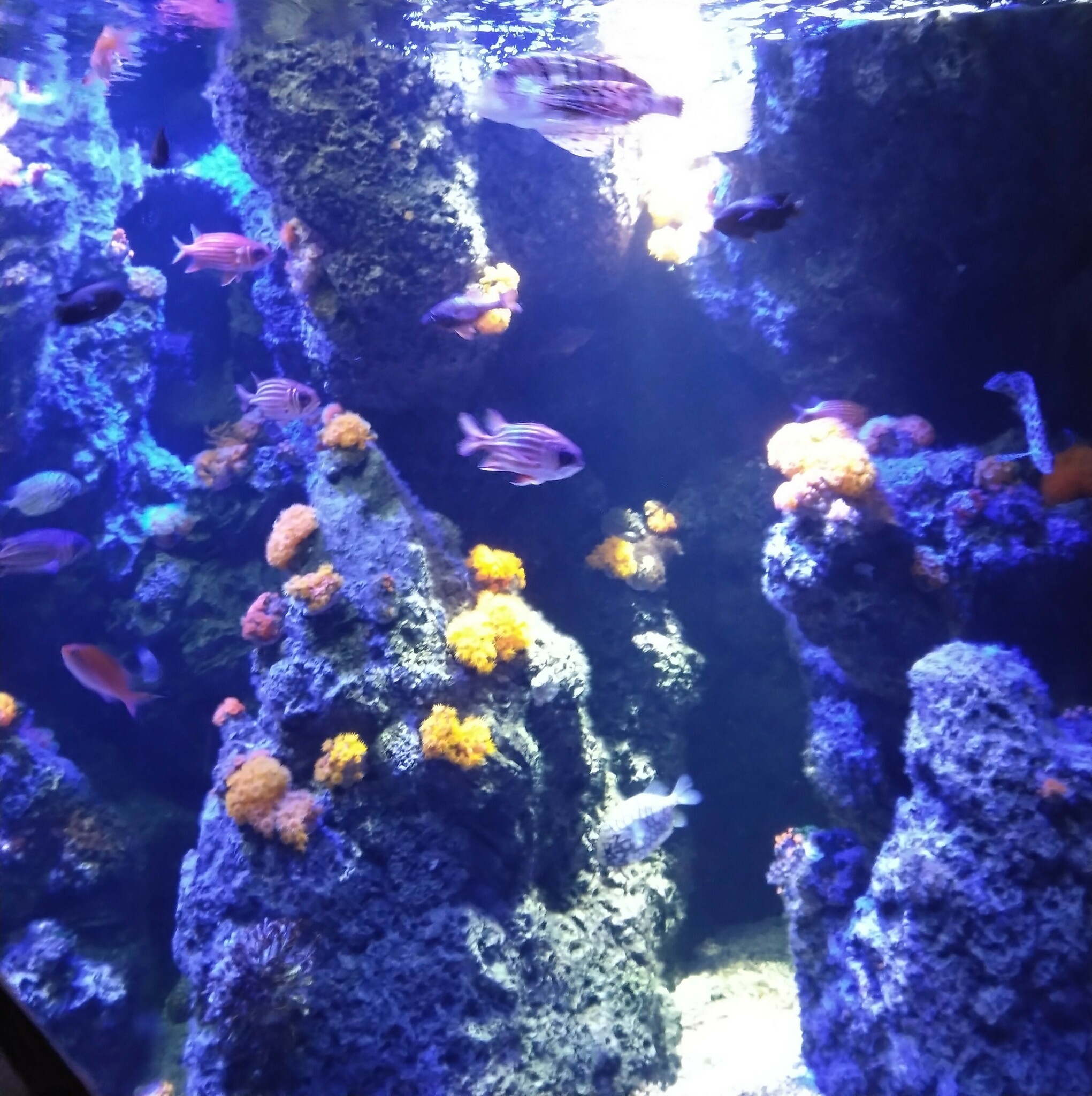 おはな(kashiya)さん | Peer Ring - なかまと話そう！女性特有のがん