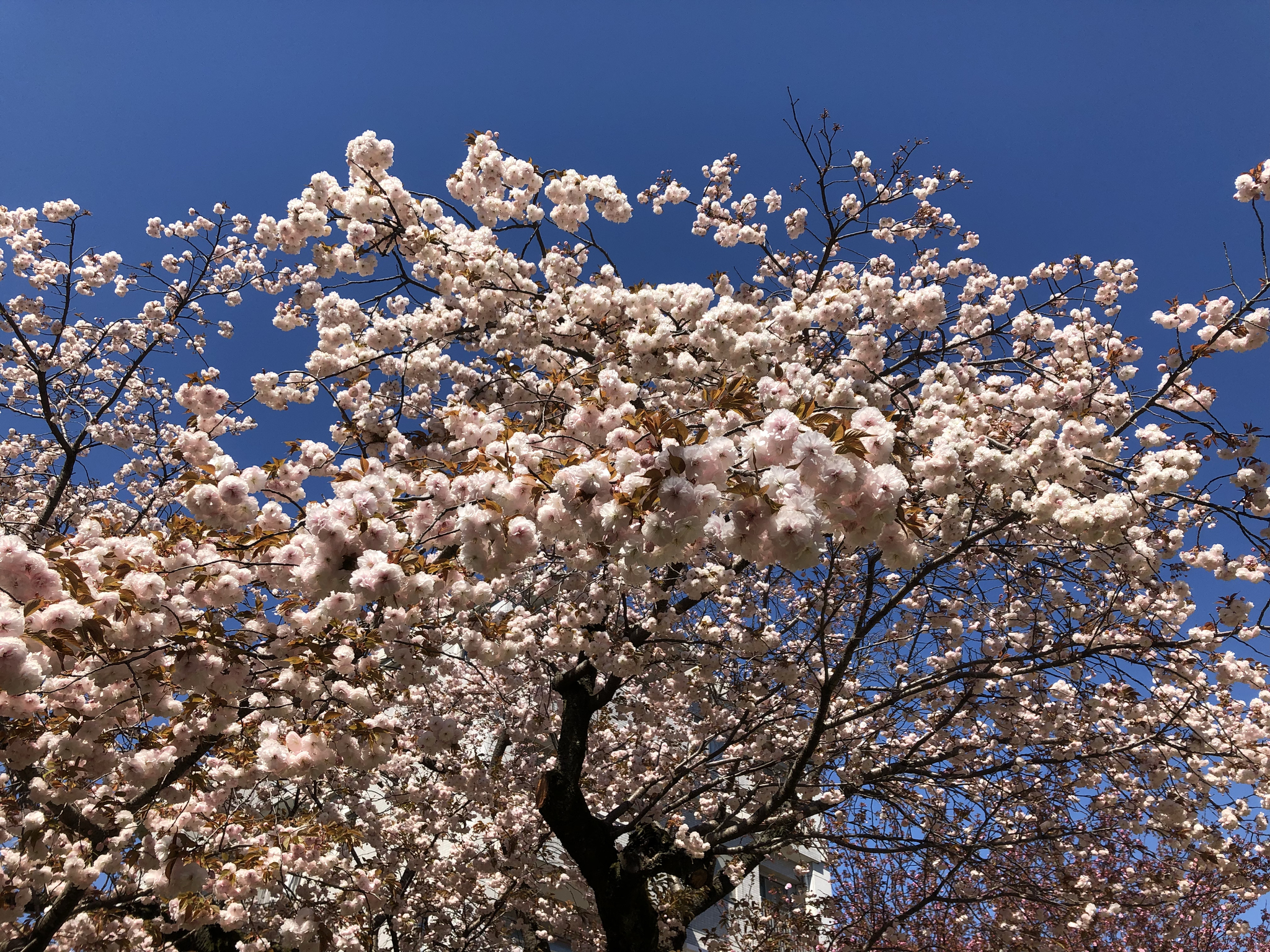 manakaoさんのダイアリー：#ピアリング料理部 #晩ご飯 #昼ご飯 | Peer Ring - なかまと話そう！女性特有のがん