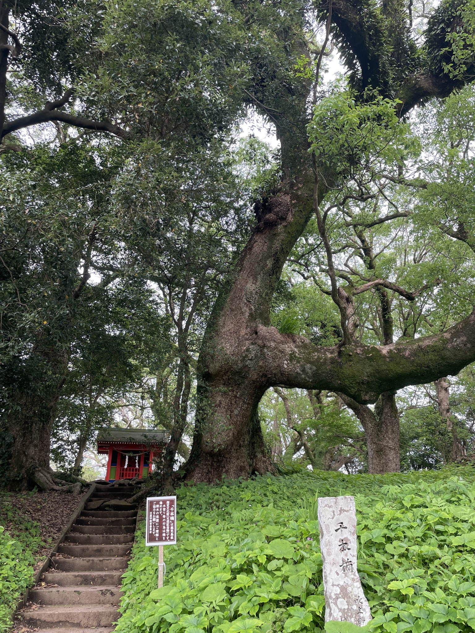 クロミらぶちゃんさんのダイアリー：#メンタル弱ってる #パワースポット | Peer Ring - なかまと話そう！女性特有のがん