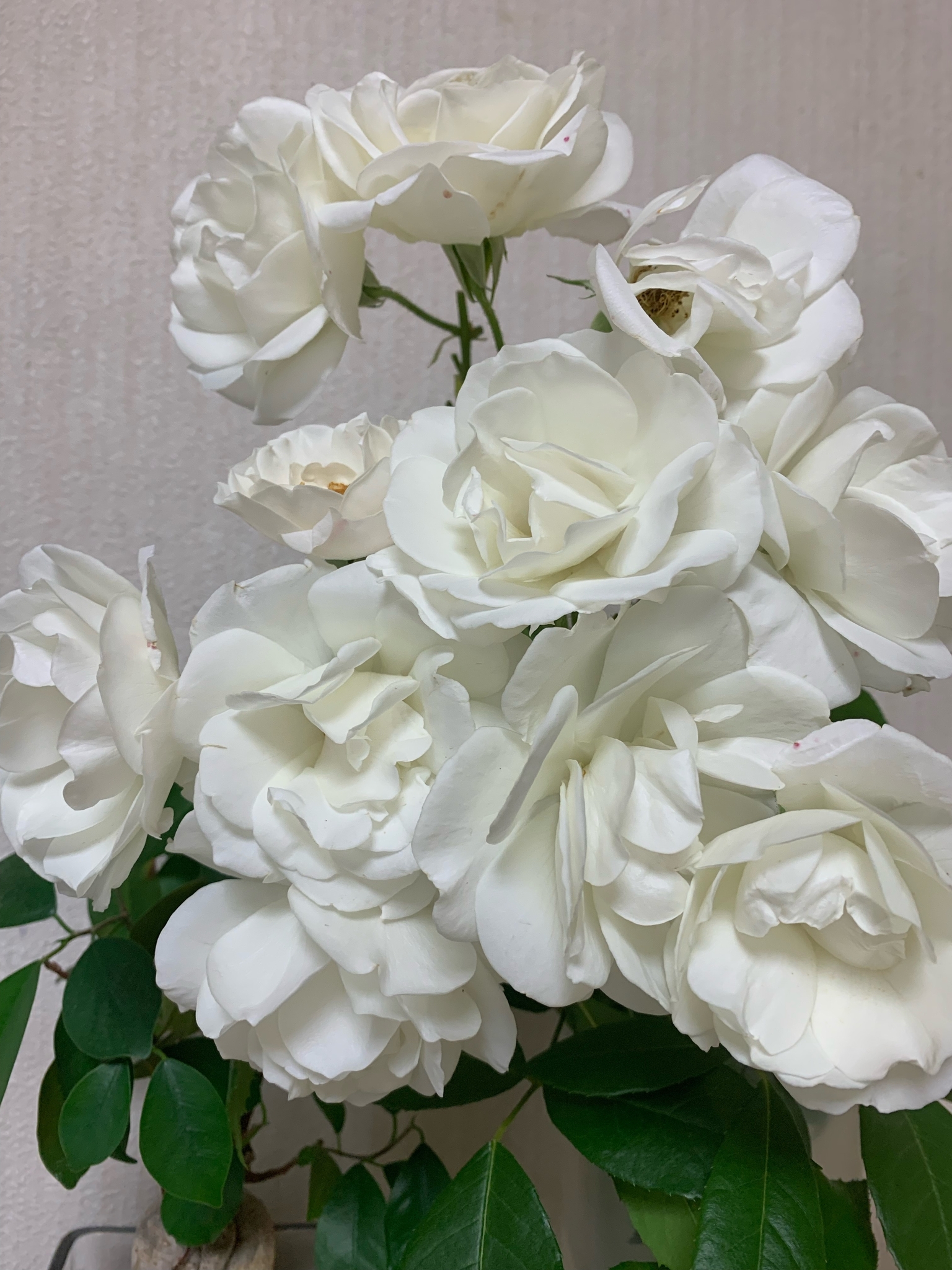 WTO(WTOWTO)さん | Peer Ring - なかまと話そう！女性特有のがん