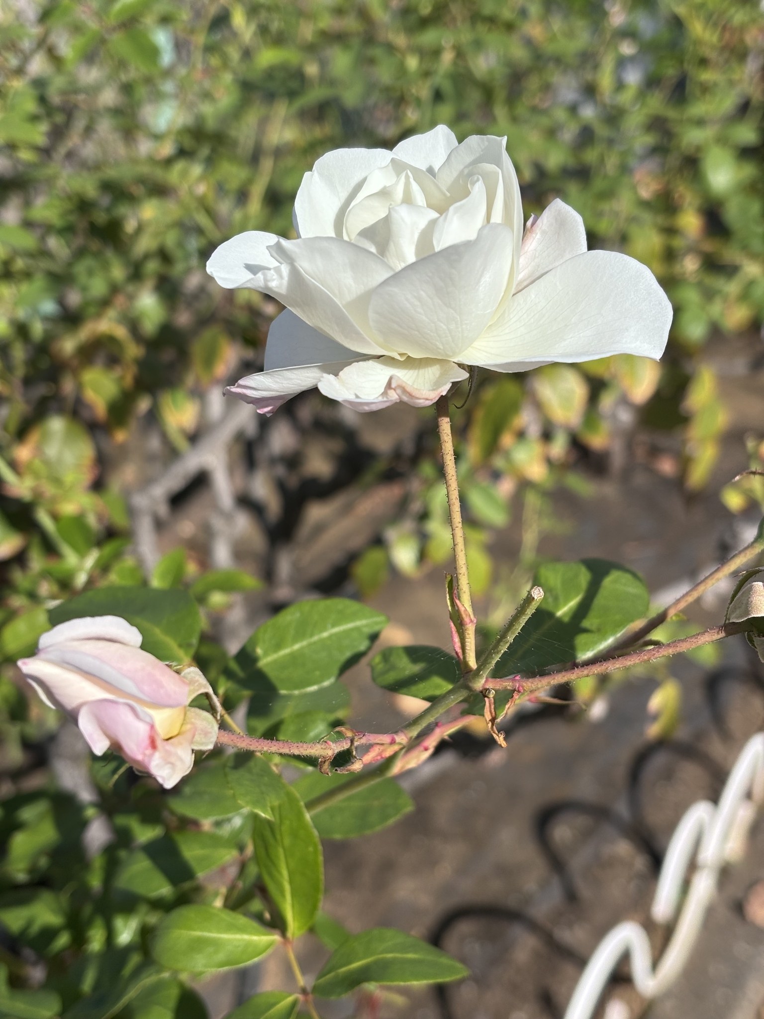 koyuki(sora0329)さん | Peer Ring - なかまと話そう！女性特有のがん