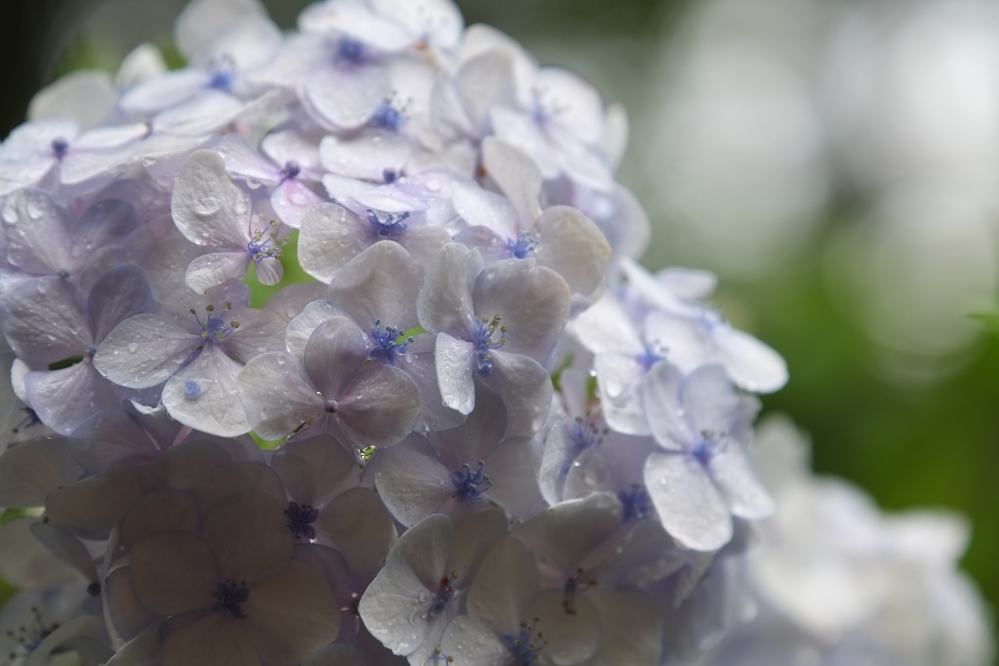 ひのり(Hinori)さん | Peer Ring - なかまと話そう！女性特有のがん