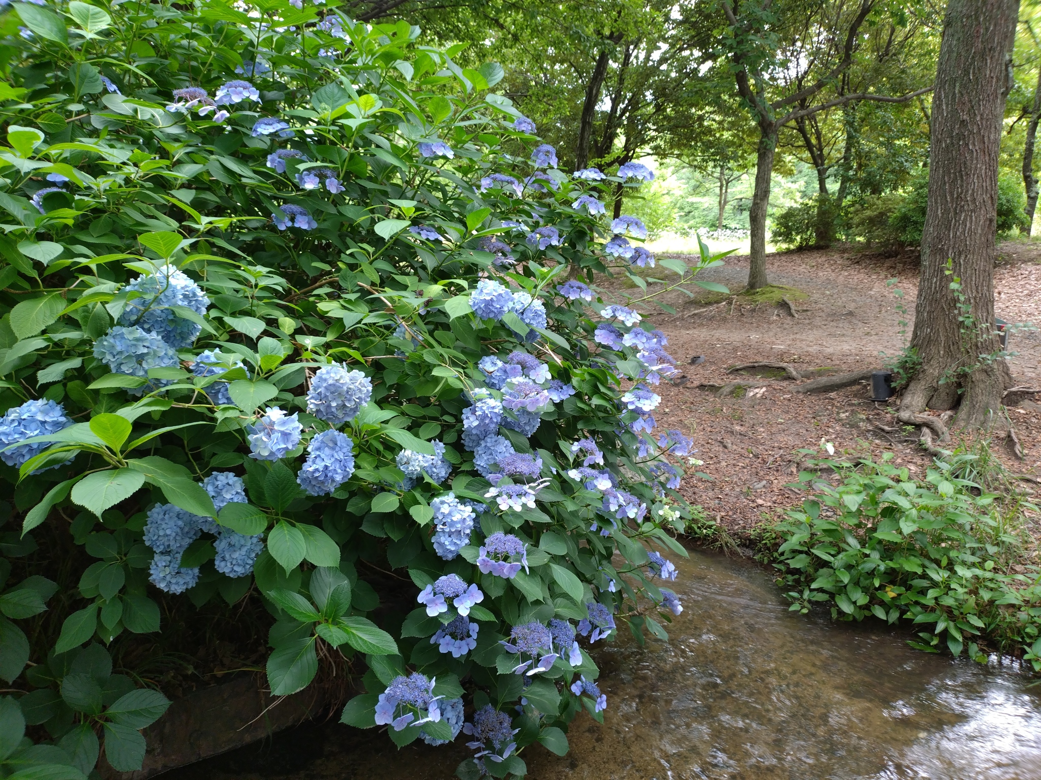 コナ(kona)さん | Peer Ring - なかまと話そう！女性特有のがん