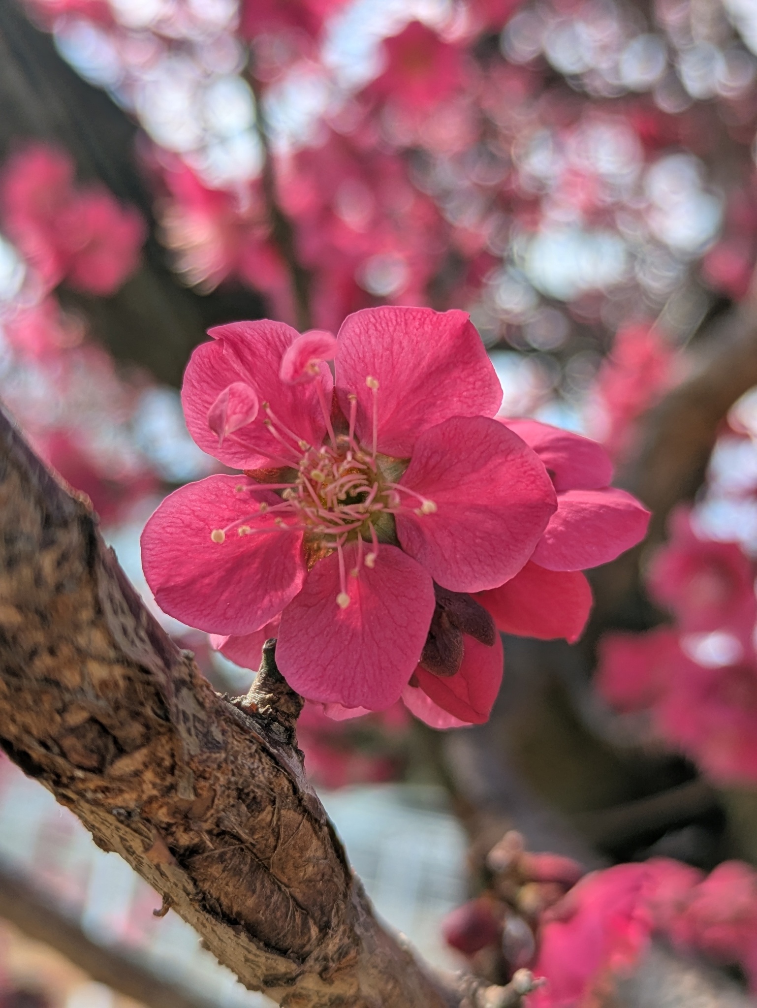 しほ(tomizawa)さん | Peer Ring - なかまと話そう！女性特有のがん