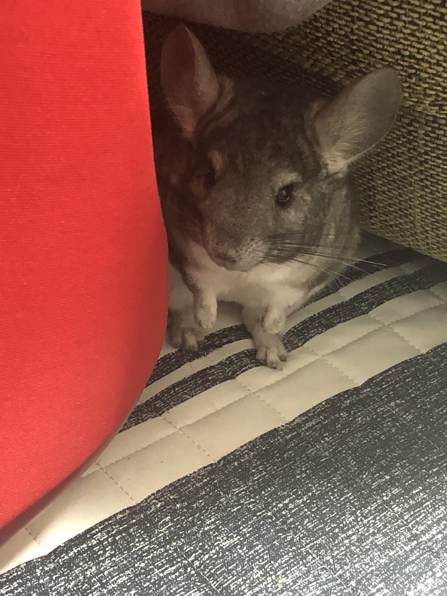 chirorinさんのダイアリー：やっと。。。 やっと。。。 | Peer Ring - なかまと話そう！女性特有のがん