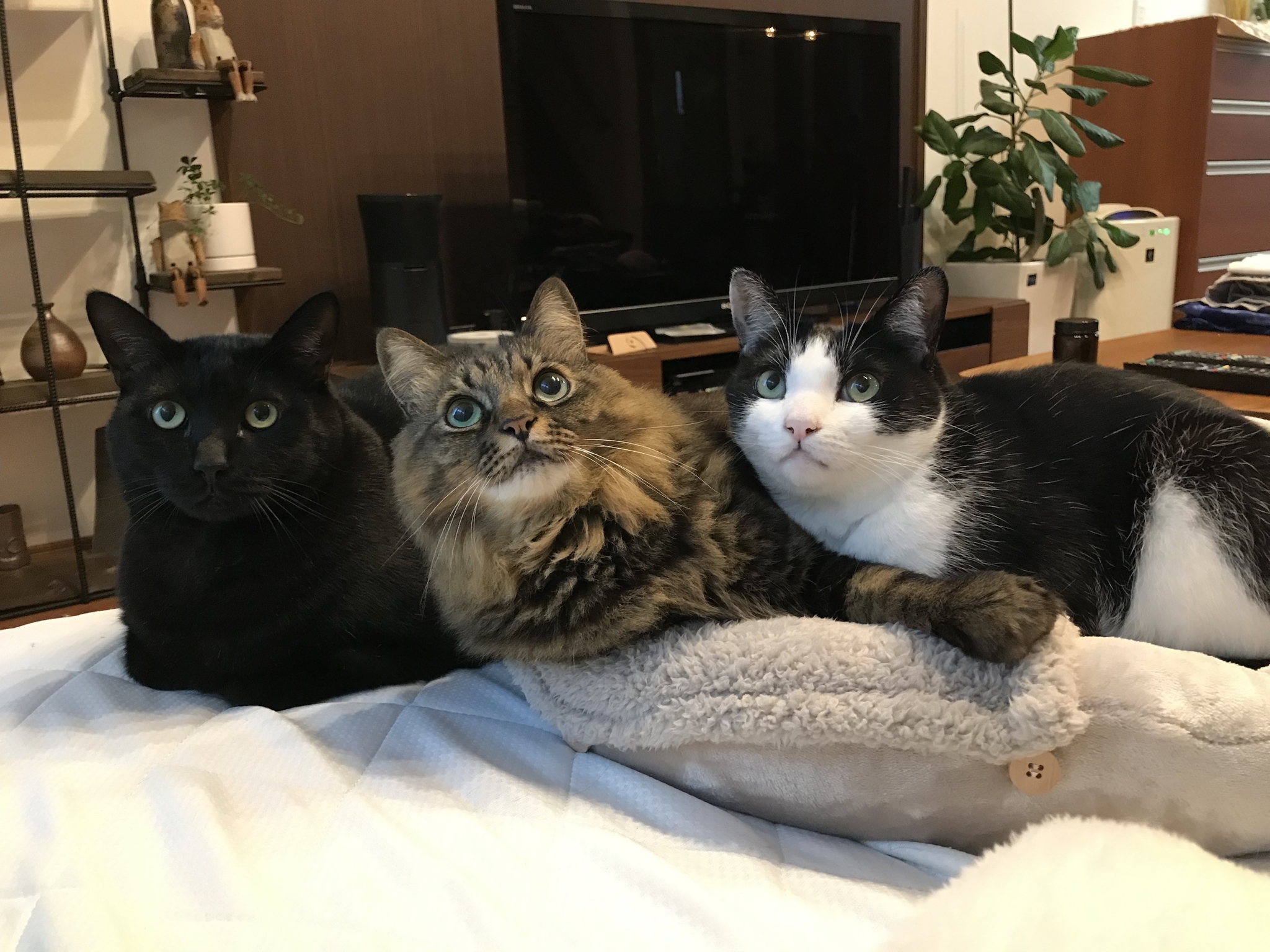 かおりん(kaori0701)さん | Peer Ring - なかまと話そう！女性特有のがん