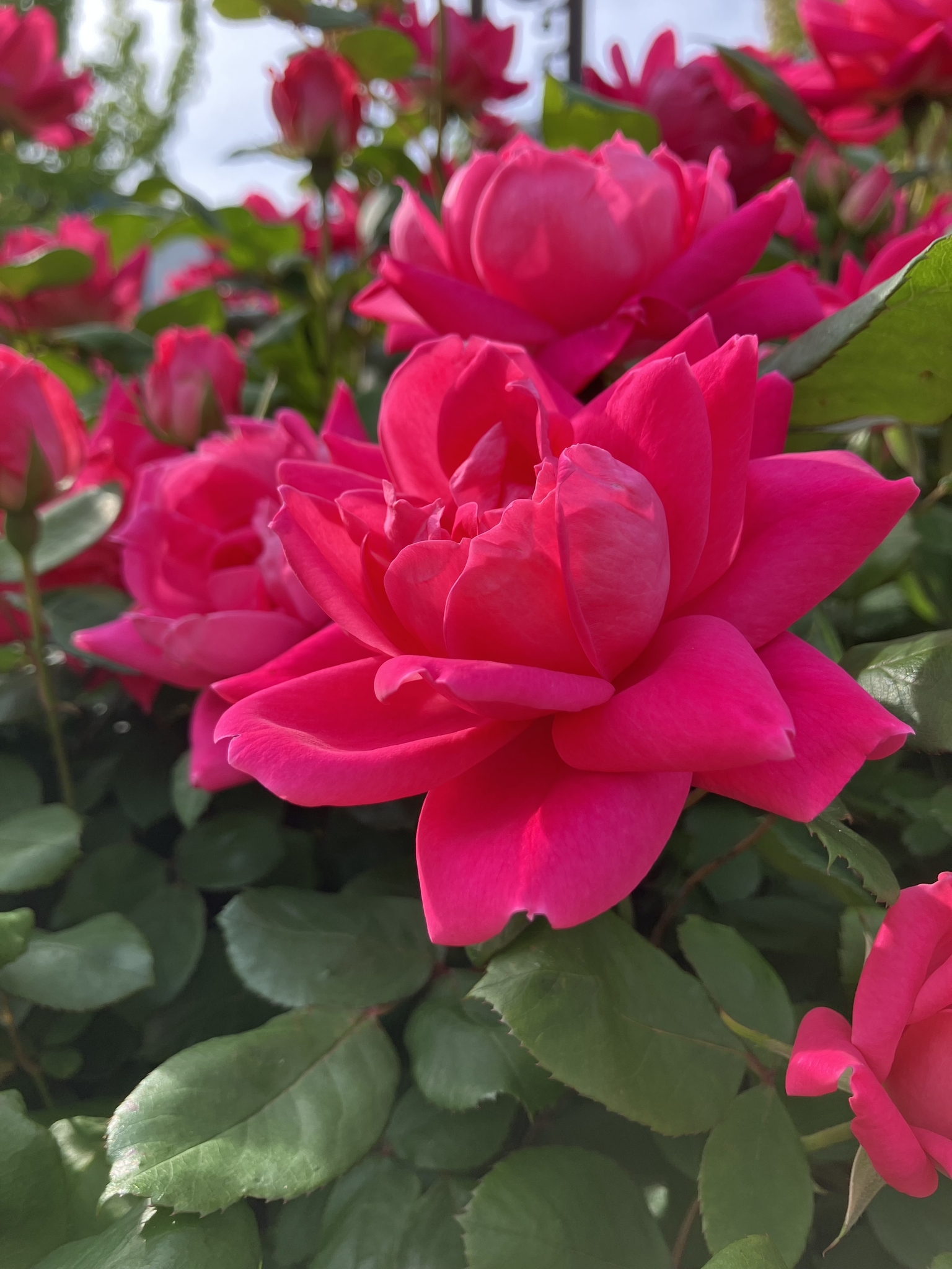 ほのかさんのダイアリー：#相談ってむずかしい | Peer Ring - なかまと話そう！女性特有のがん