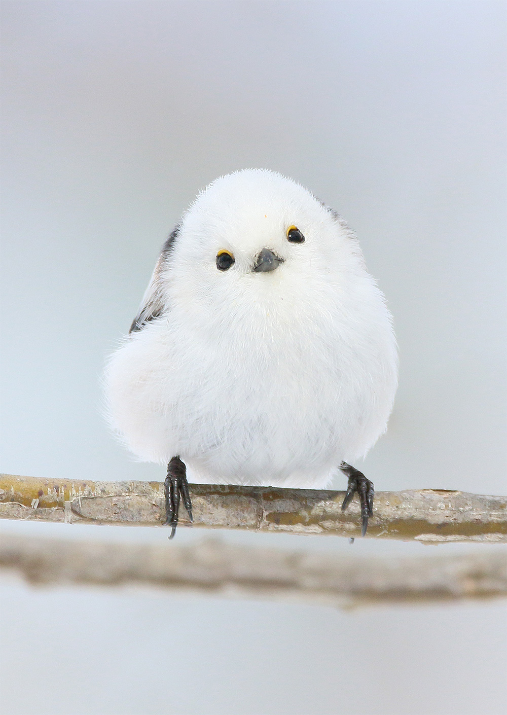 きゃんべる(cambel)さん | Peer Ring - なかまと話そう！女性特有のがん