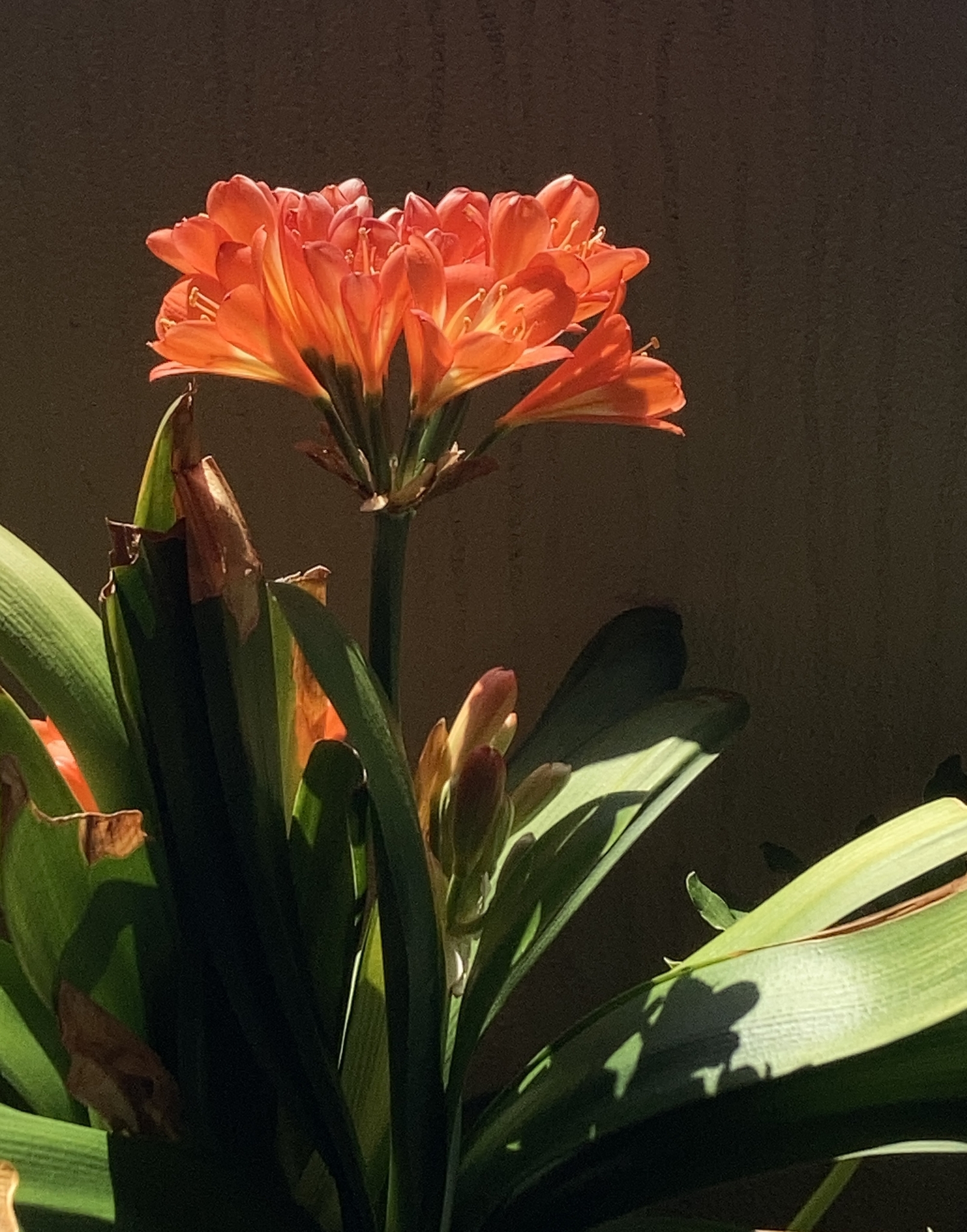 まいちさんのダイアリー：こんにちは うちではクンシランが咲き始めました。 | Peer Ring - なかまと話そう！女性特有のがん