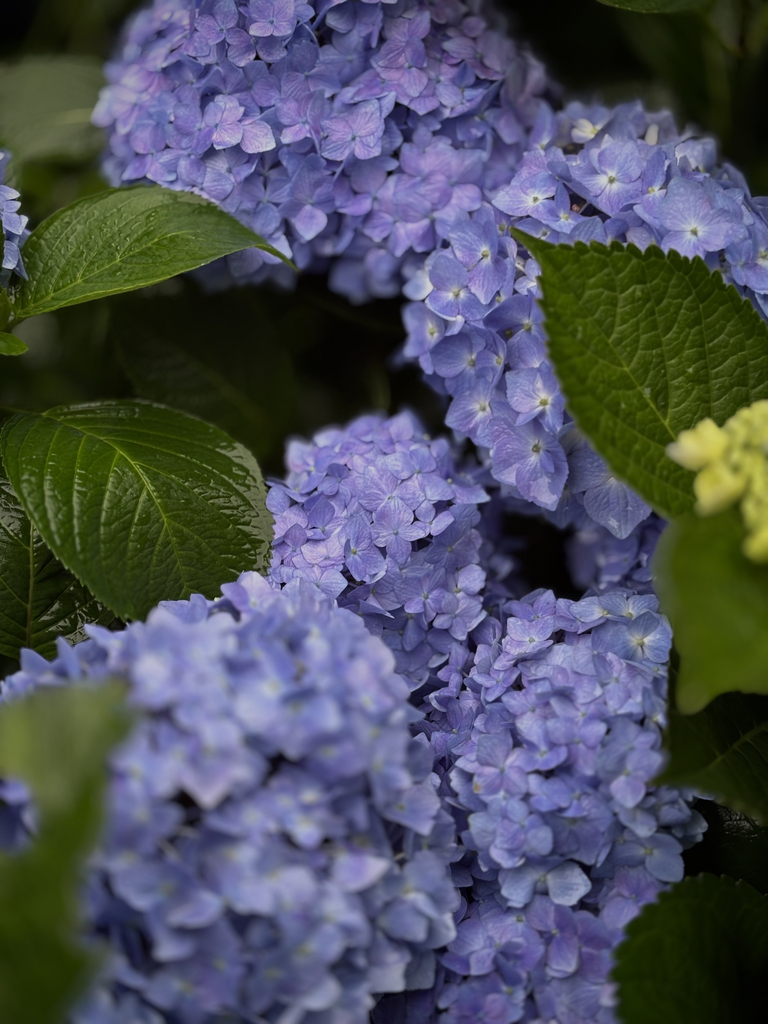 まいちさんのダイアリー：昭和に活躍したバンド、チューリップ | Peer Ring - なかまと話そう！女性特有のがん