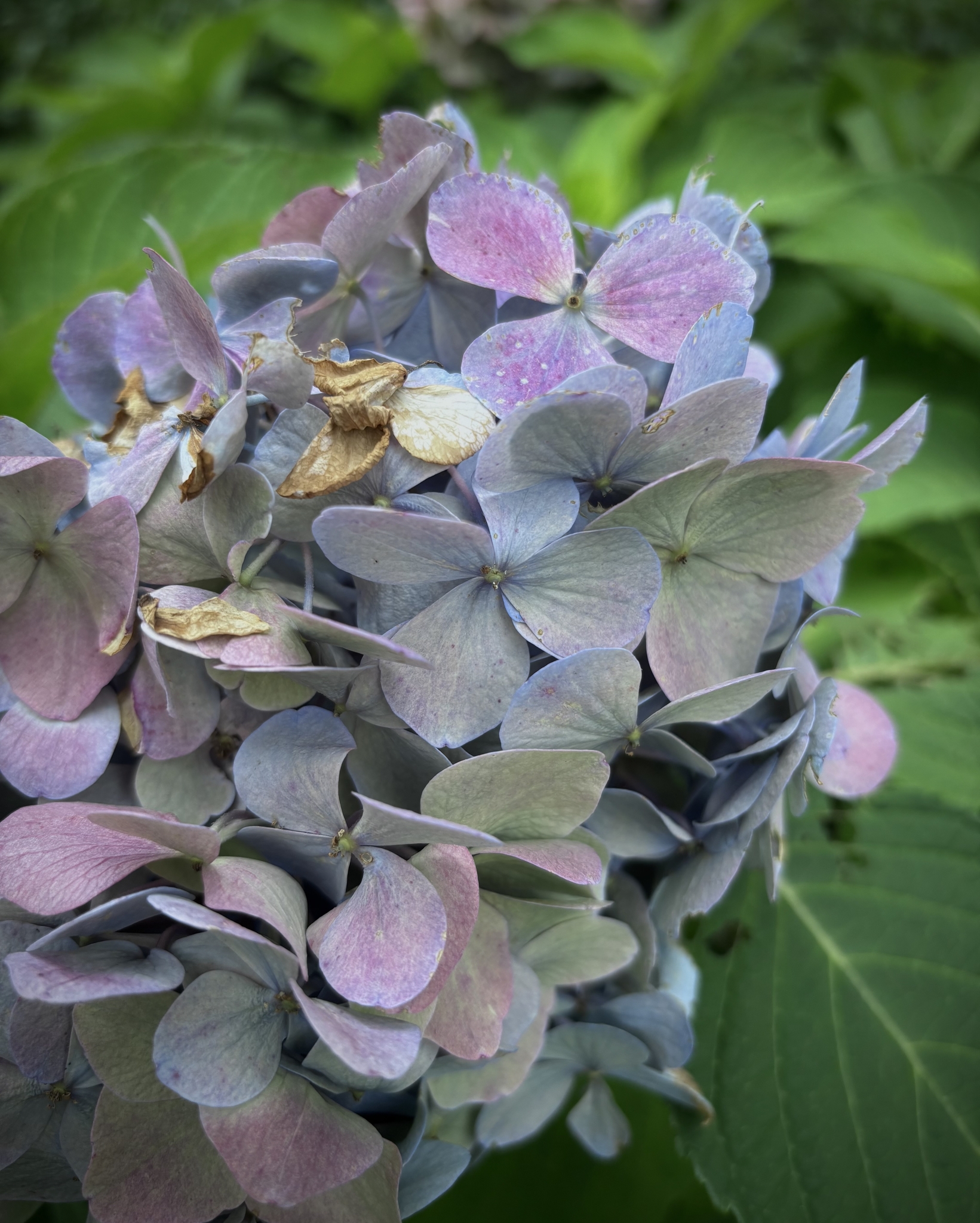まいちさんのダイアリー： #2025花図鑑 紫陽花は枯れ始める直前まで | Peer Ring - なかまと話そう！女性特有のがん