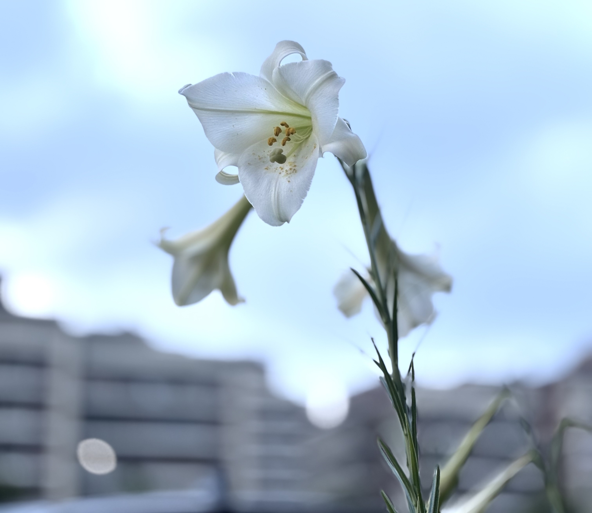 まいちさんのダイアリー：#子宮体がん #肺転移 #肝臓転移 #緩和ケア | Peer Ring - なかまと話そう！女性特有のがん