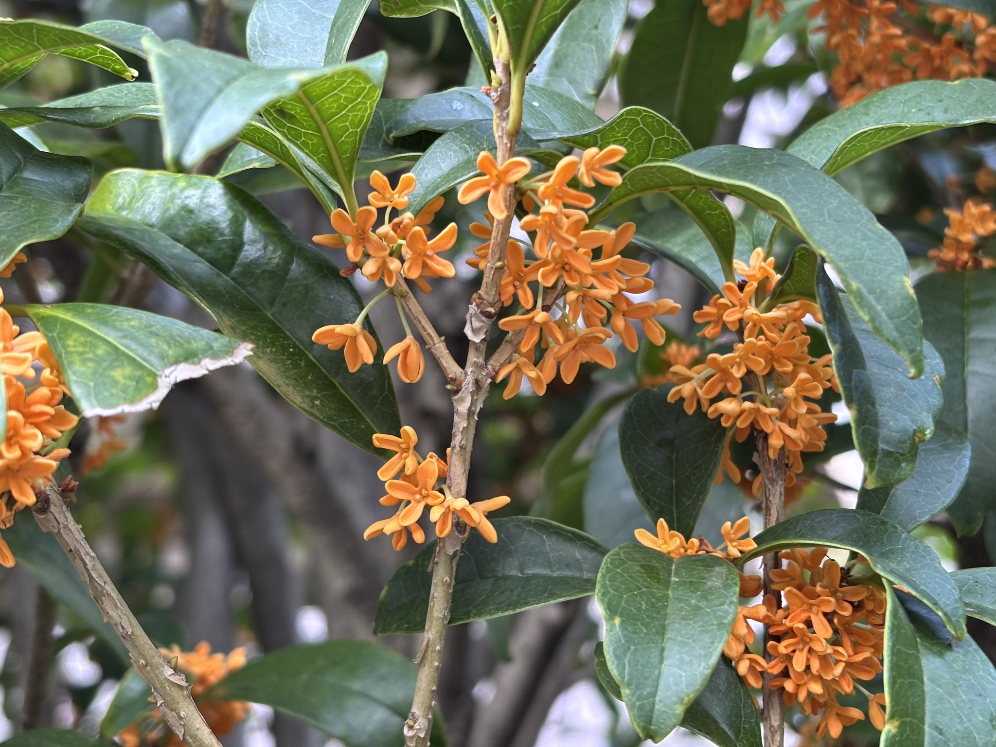 まいちさんのダイアリー：#緩和ケア 緩和ケアって、 お薬やいろんな手立てをして | Peer Ring - なかまと話そう！女性特有のがん