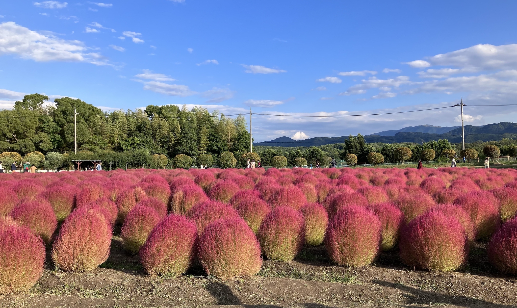 はなかのんさんのダイアリー：真夏から一気に秋になり | Peer Ring - なかまと話そう！女性特有のがん